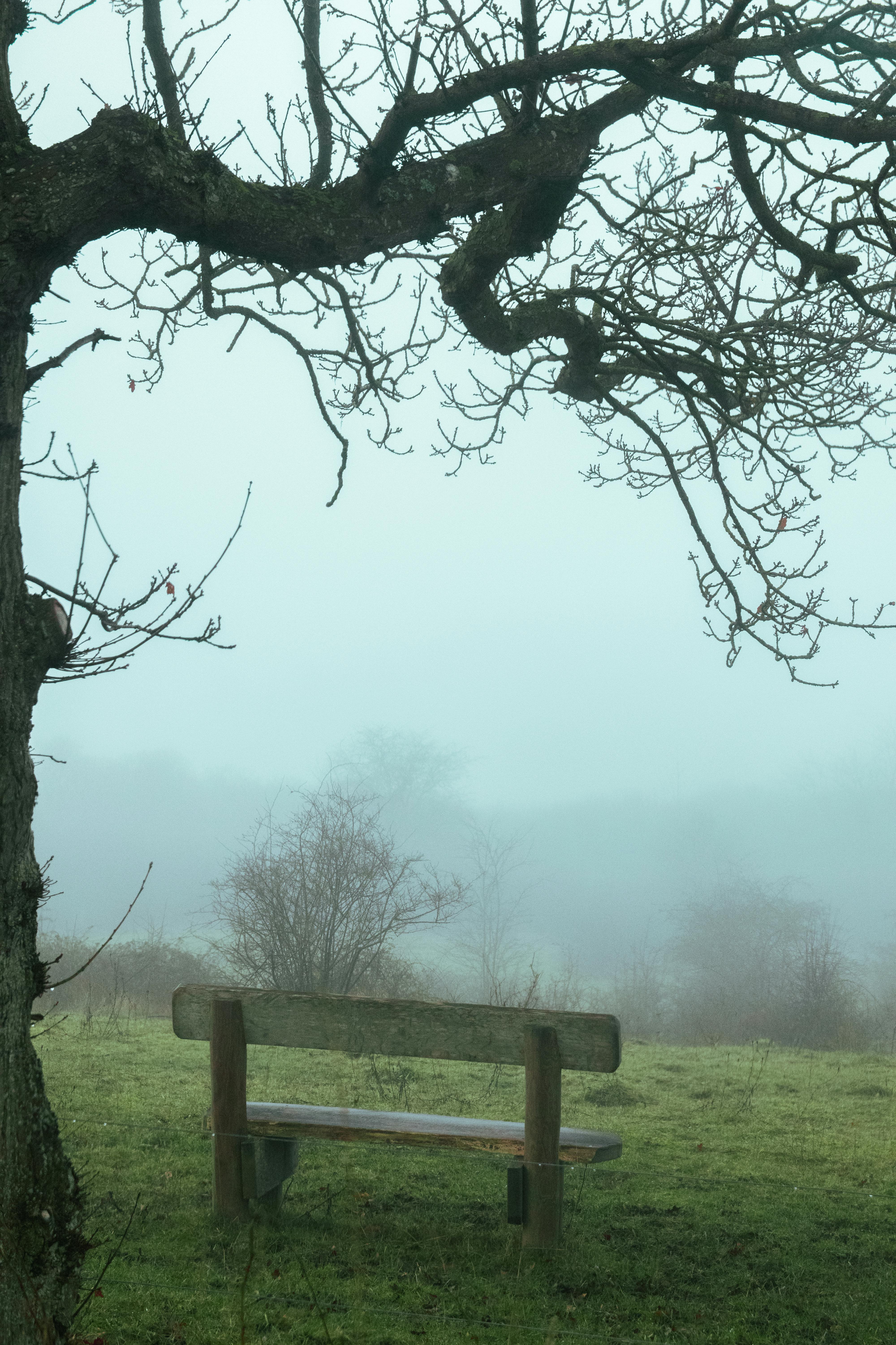 Rural Bench under a Tree · Free Stock Photo