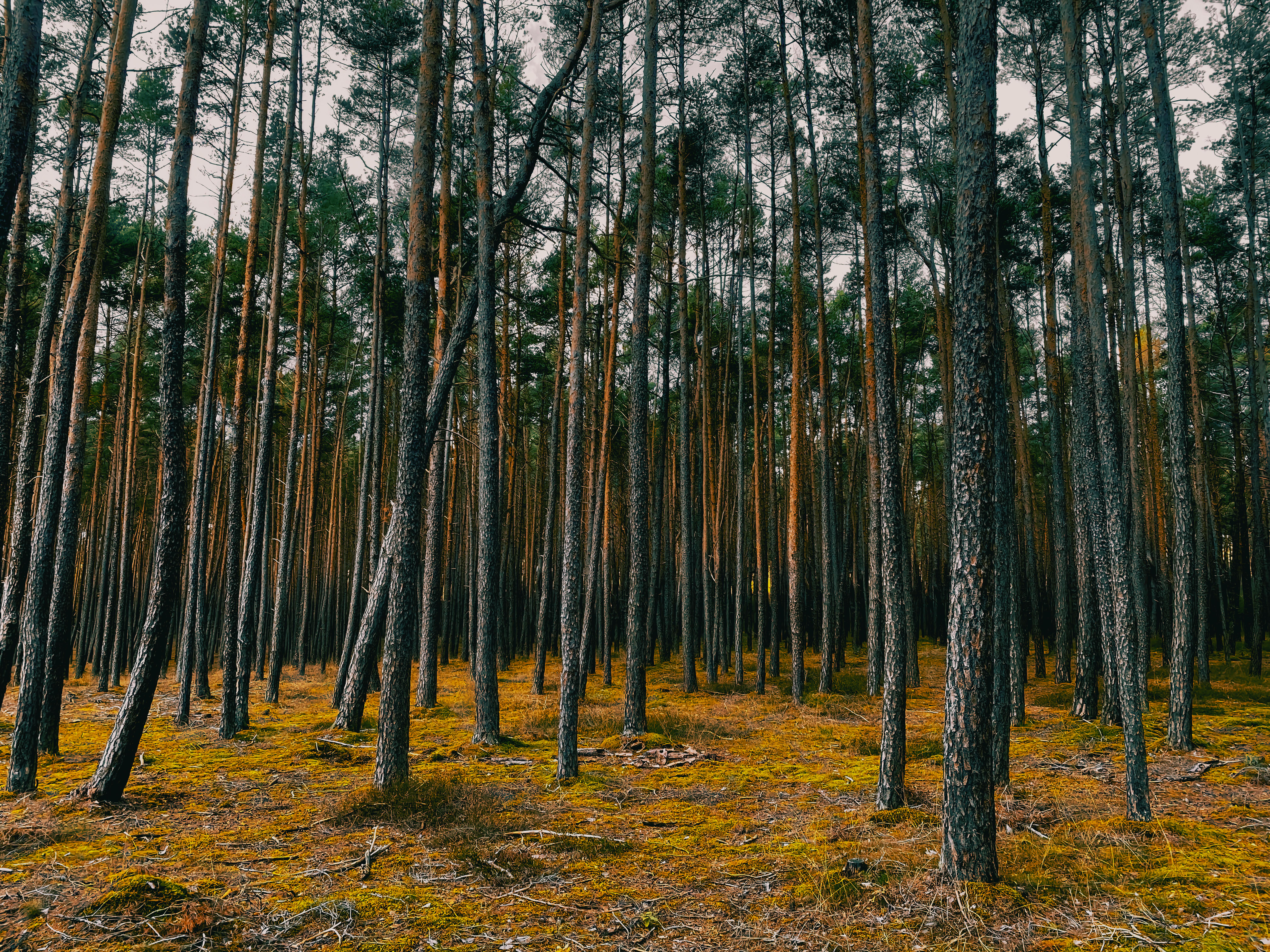 Low Angle View of Trees on Forest · Free Stock Photo