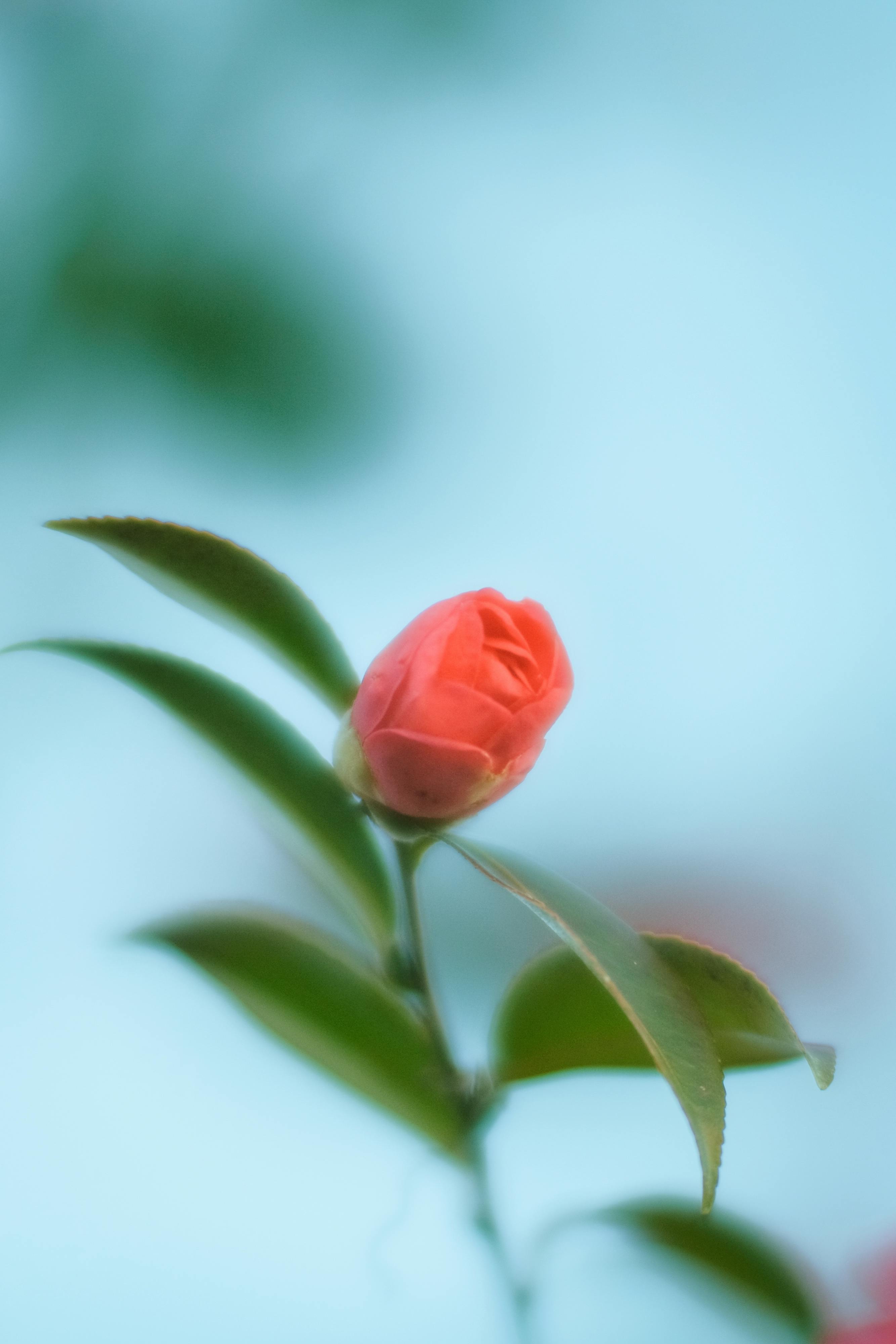 Closed Rose Flower Head · Free Stock Photo