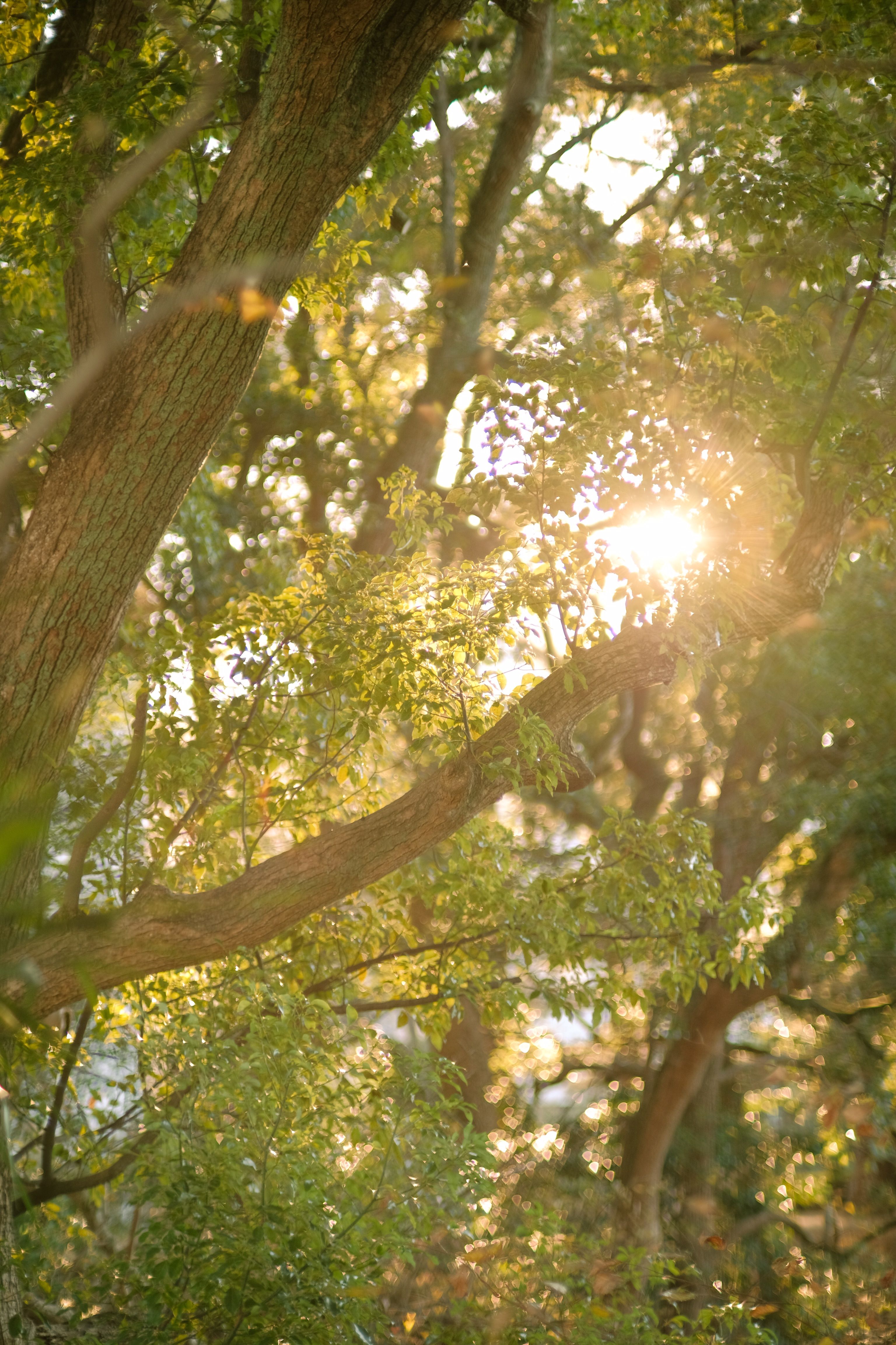 Sunlight behind Tree Leaves · Free Stock Photo