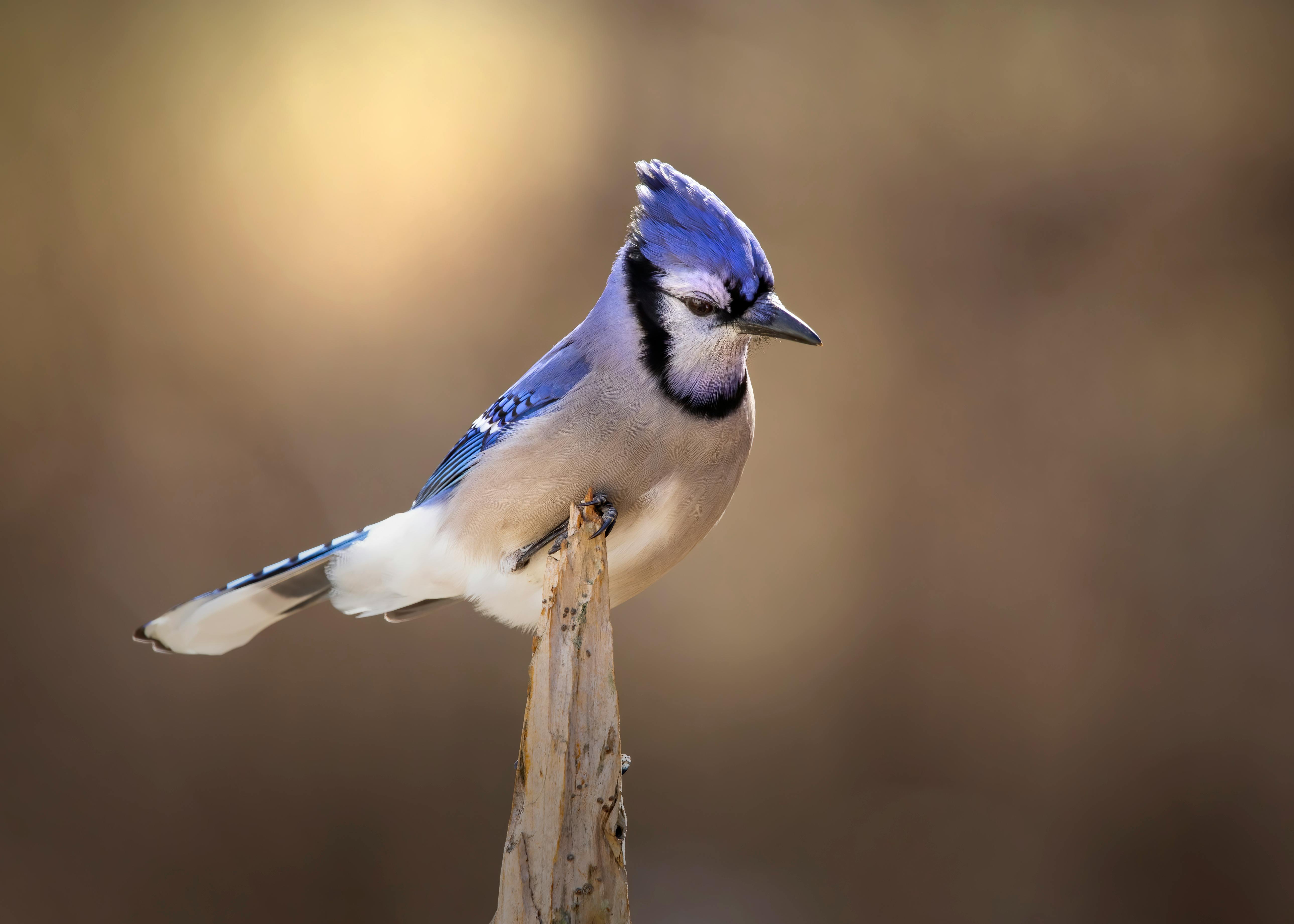 Red Cardinal Fly Photos, Download The BEST Free Red Cardinal Fly Stock ...