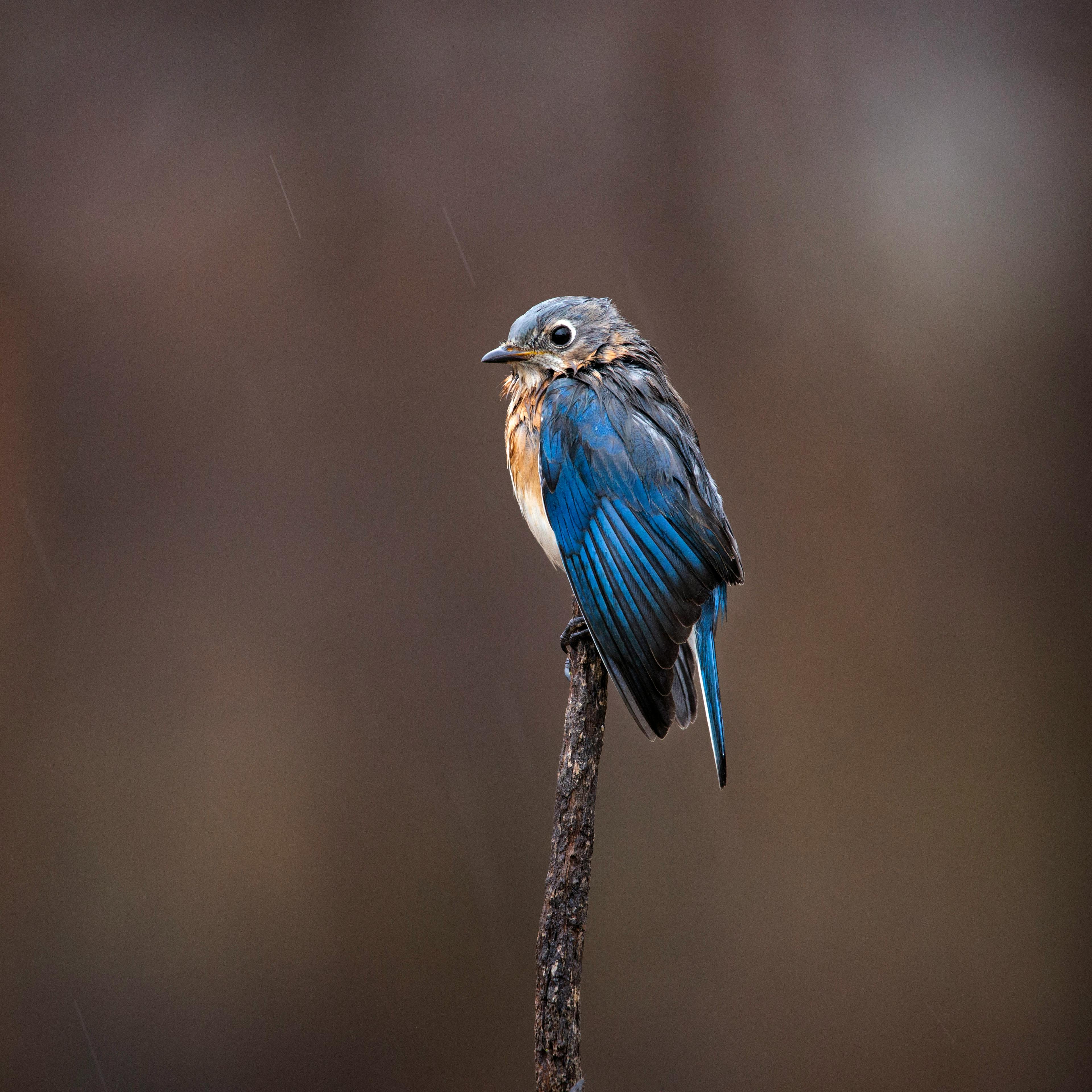 Torque Wren Photos, Download The BEST Free Torque Wren Stock Photos ...