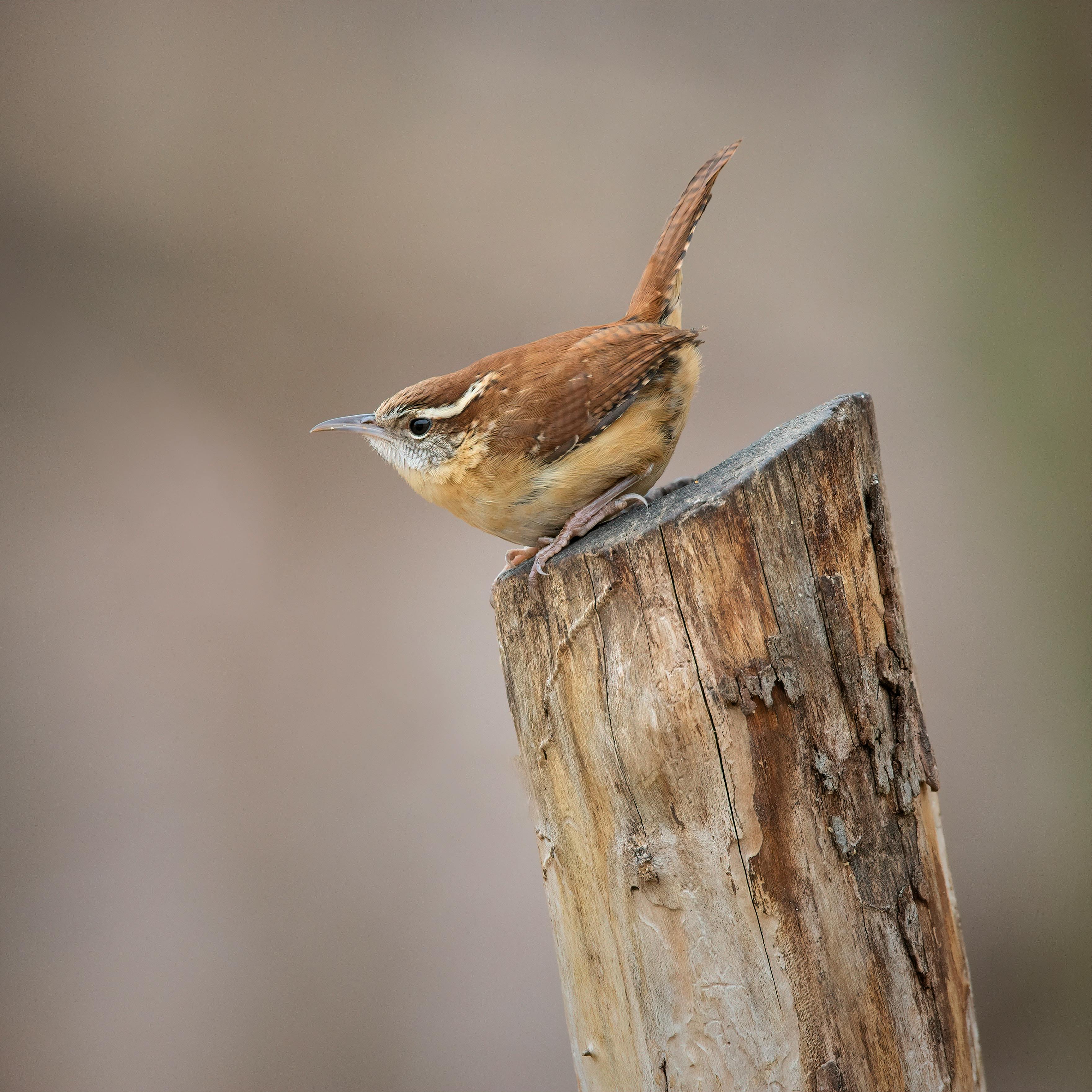 Torque Wren Photos, Download The BEST Free Torque Wren Stock Photos ...