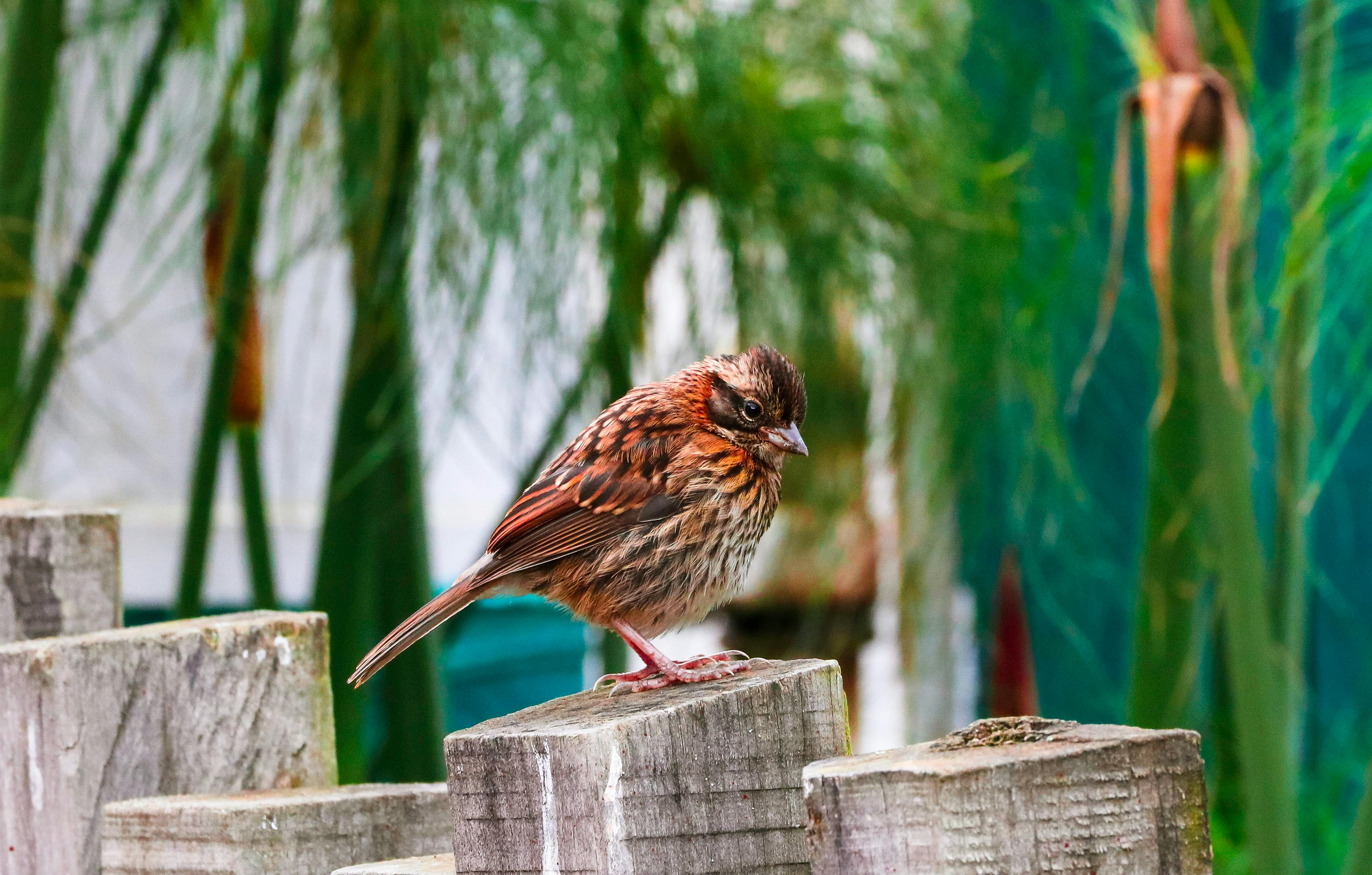 Andrés Monroy - Fotografi