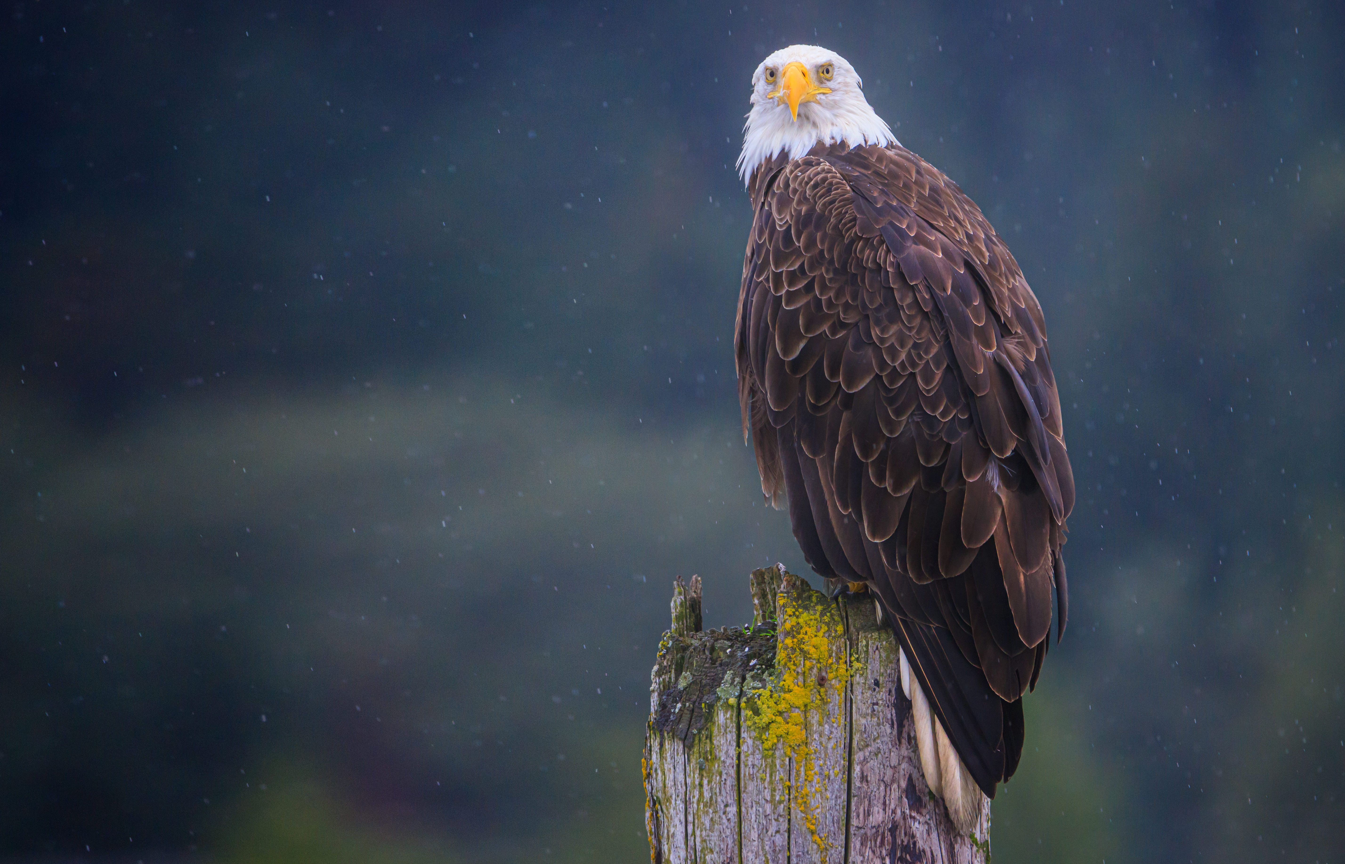 Close up of Eagle · Free Stock Photo