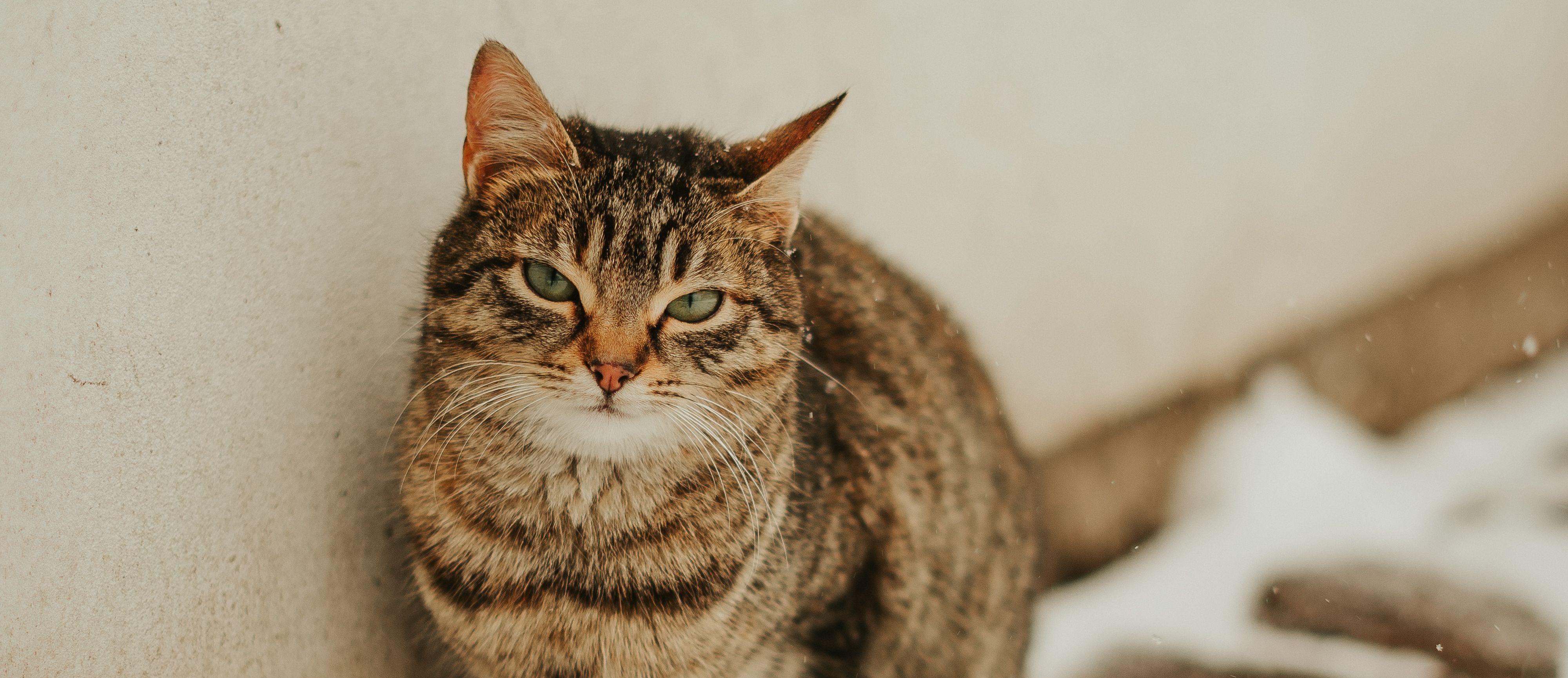 Cute Cat Portrait Outdoors · Free Stock Photo