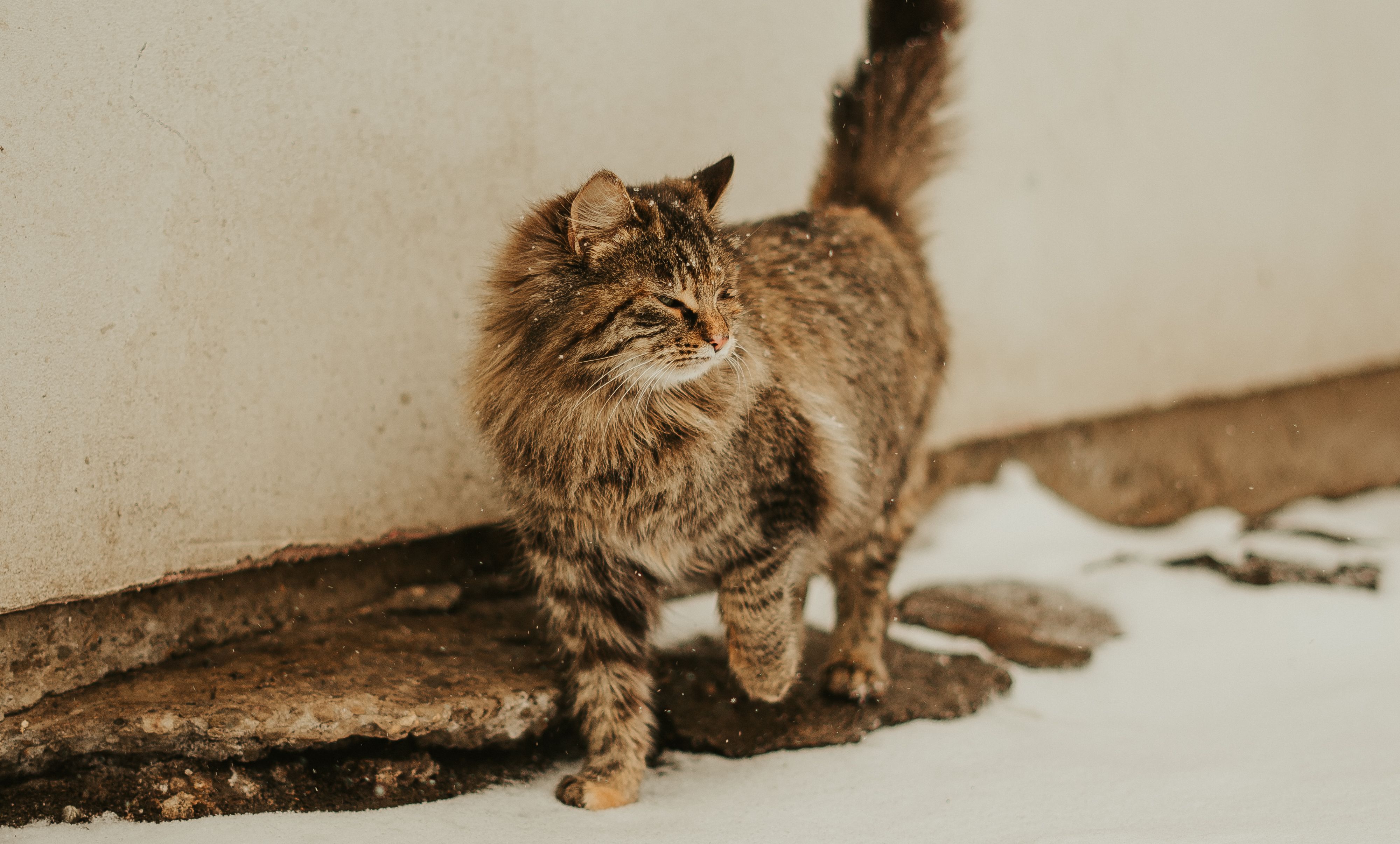 Cat Shrinking Photos, Download The BEST Free Cat Shrinking Stock Photos ...