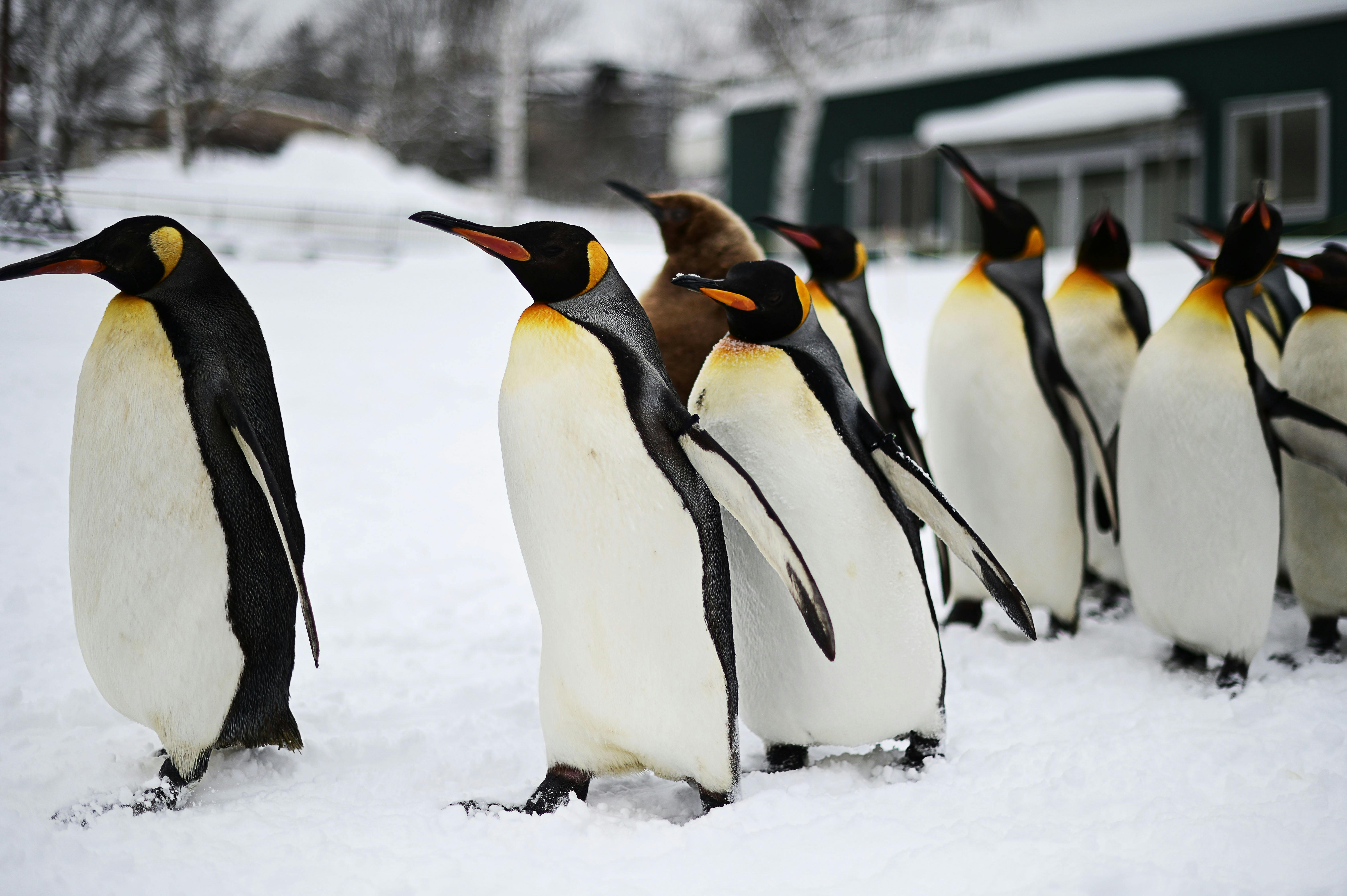 Close Up Photography of Penguin on Snow · Free Stock Photo