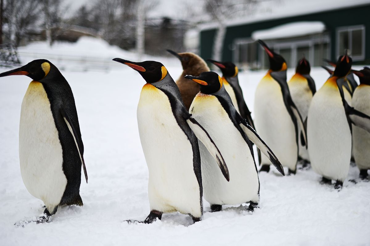 Funny Penguin Photos, Download The BEST Free Funny Penguin Stock Photos ...