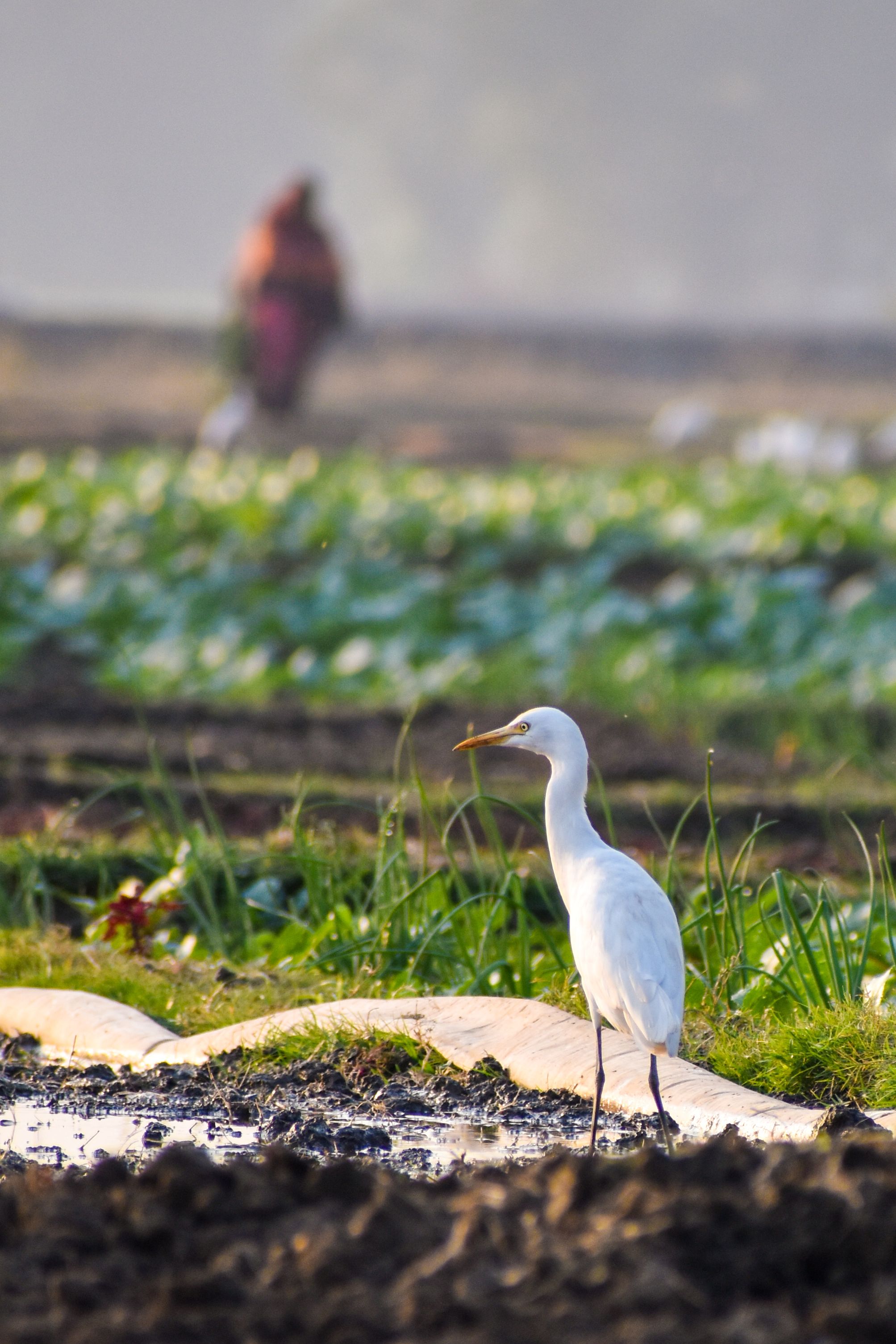 Man with Predator Bird on Grassland · Free Stock Photo