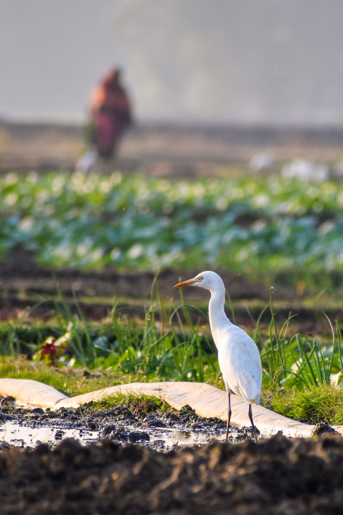 Bird Mud Photos, Download The BEST Free Bird Mud Stock Photos & HD Images