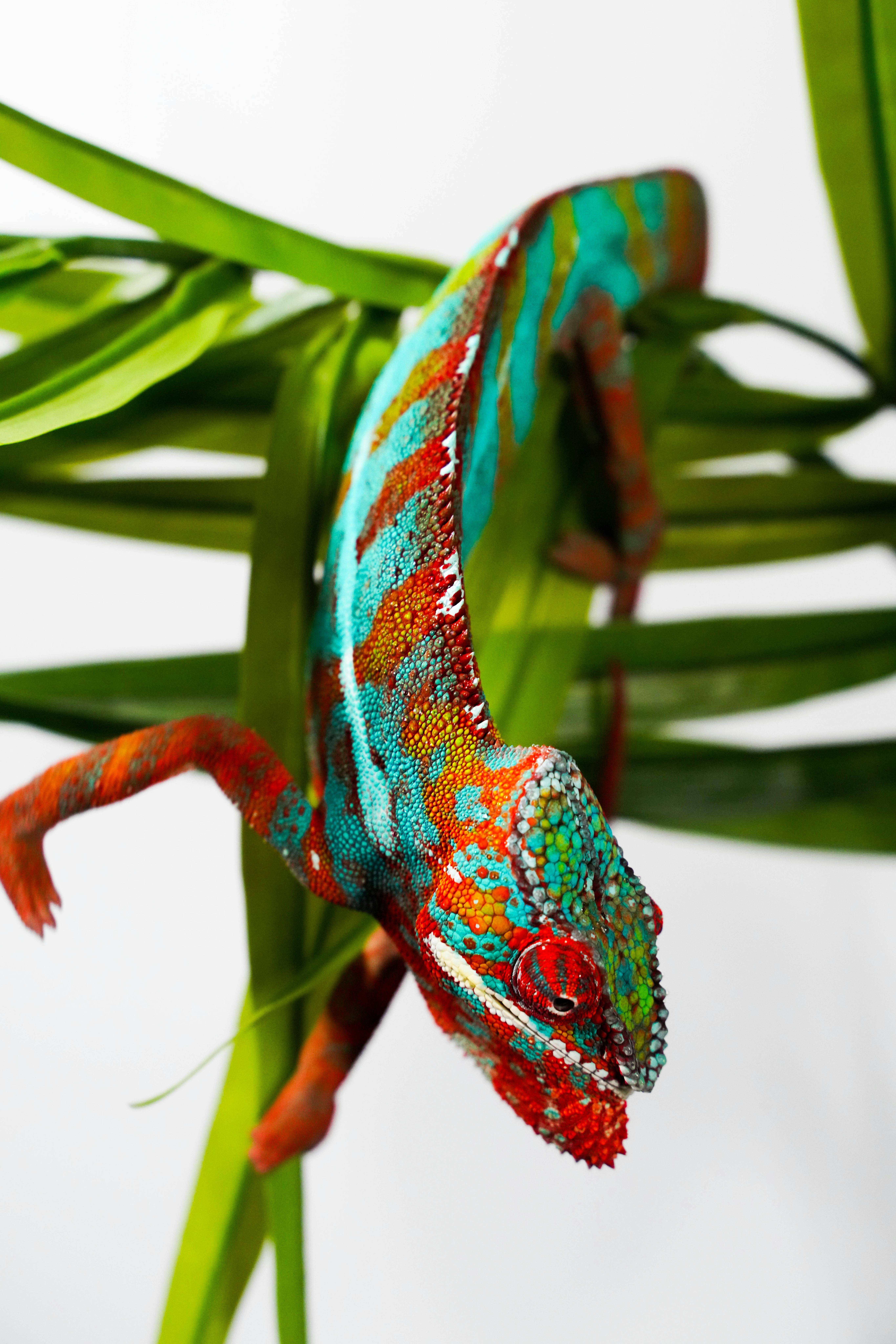 Red and Turquoise Chameleon on a Green Plant · Free Stock Photo