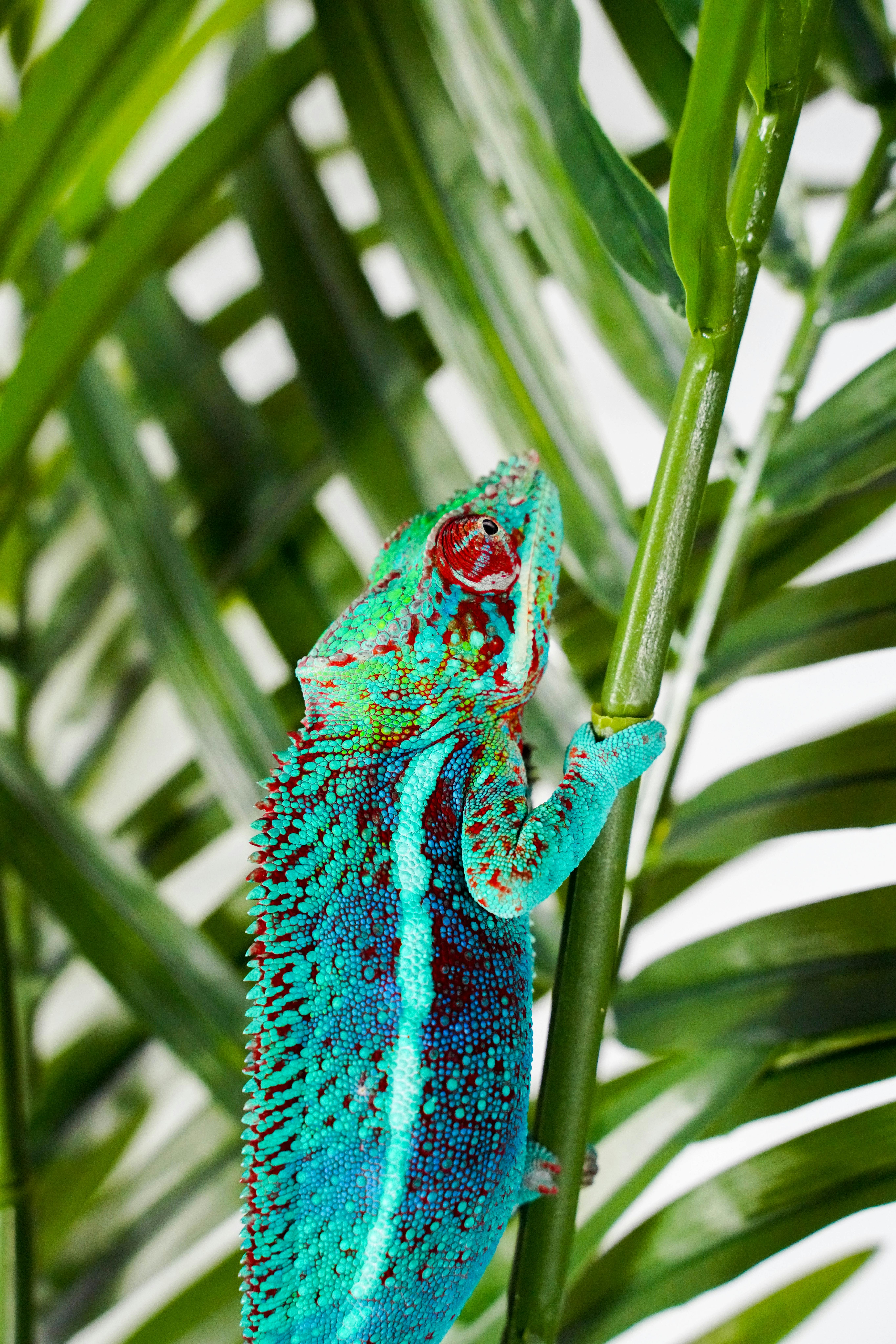 Foto de stock gratuita sobre ambiente tropical, animal, animal tropical ...