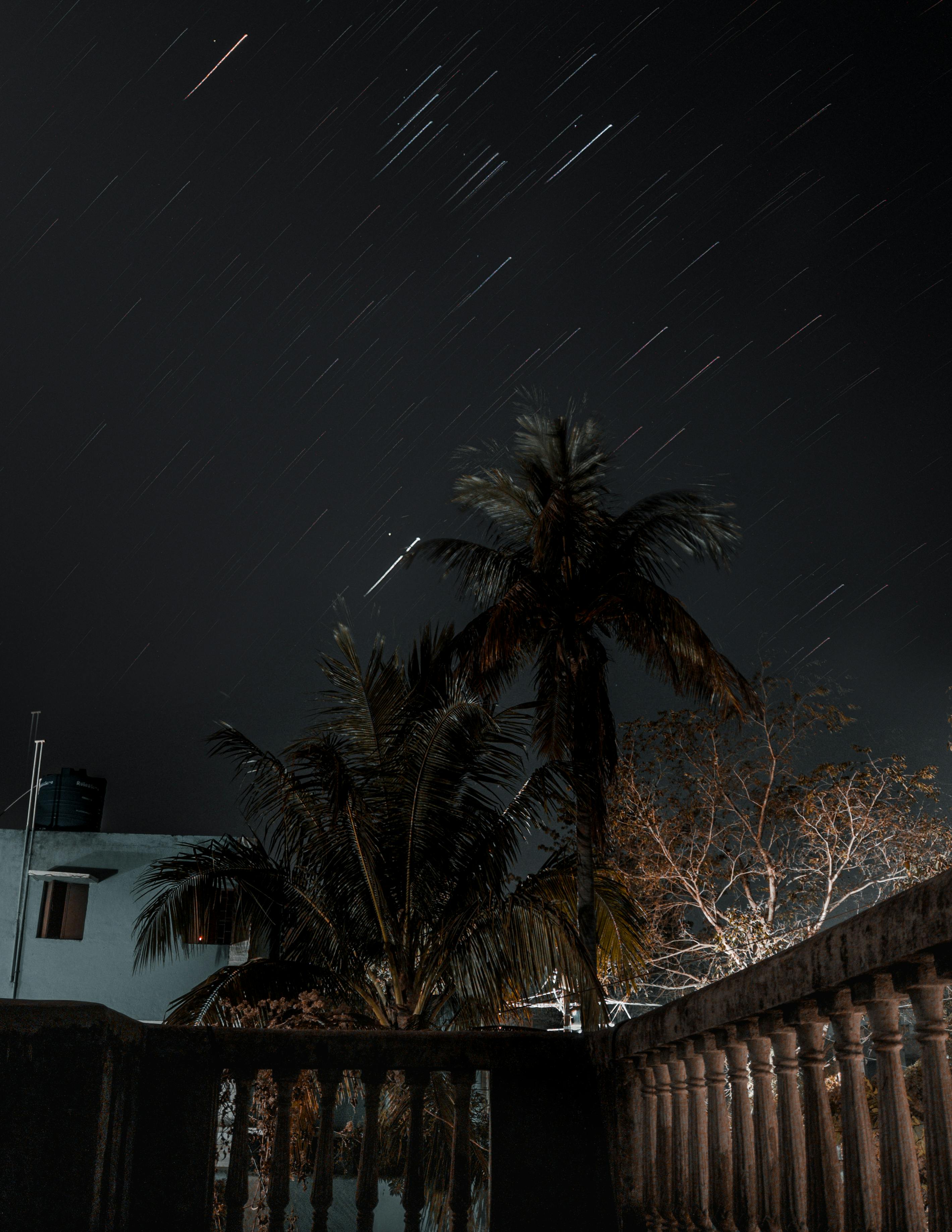 Rain over Palm Tree at Night · Free Stock Photo