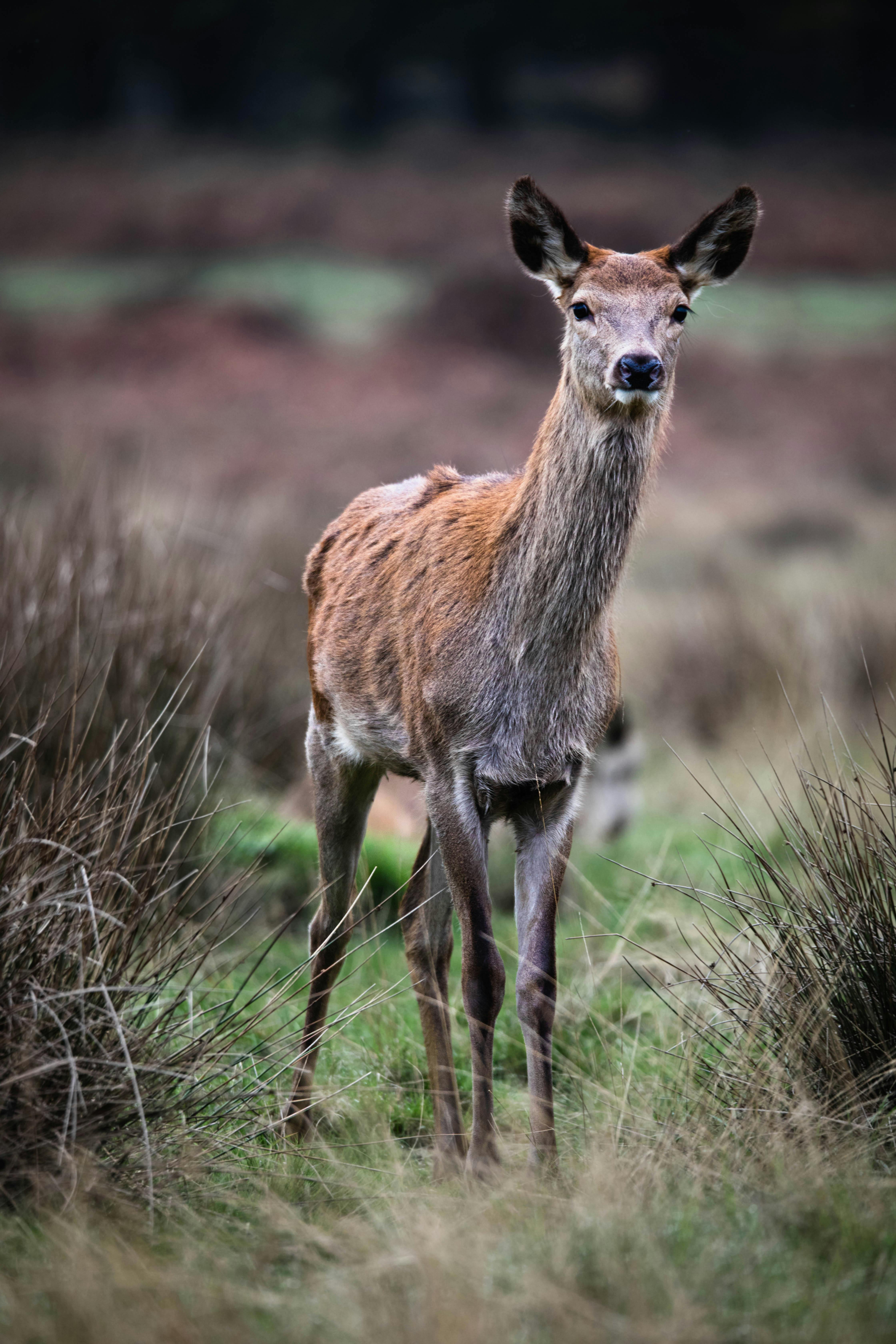 Roe Deer on Meadow · Free Stock Photo