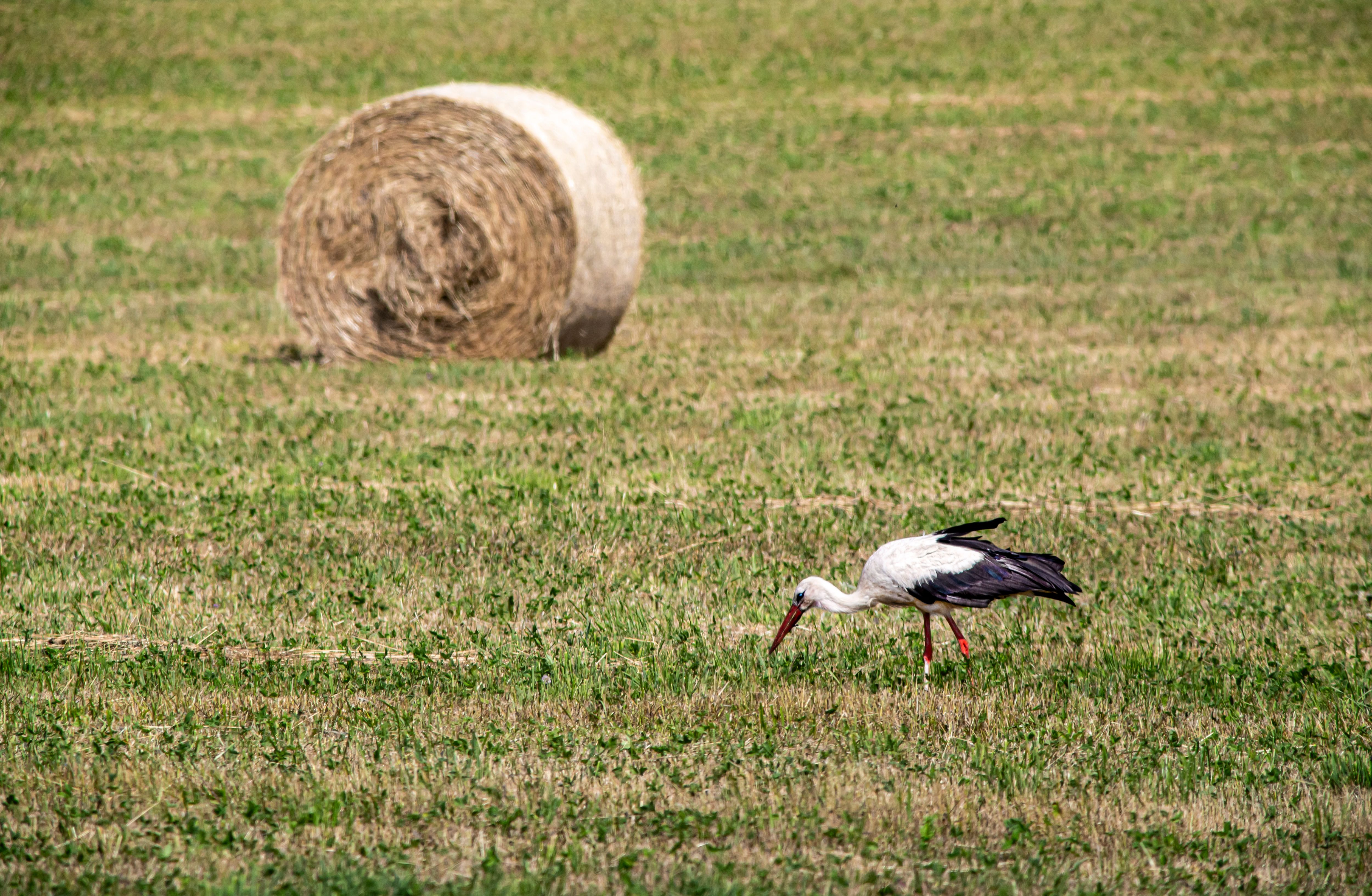 Stork Foraging in Field · Free Stock Photo