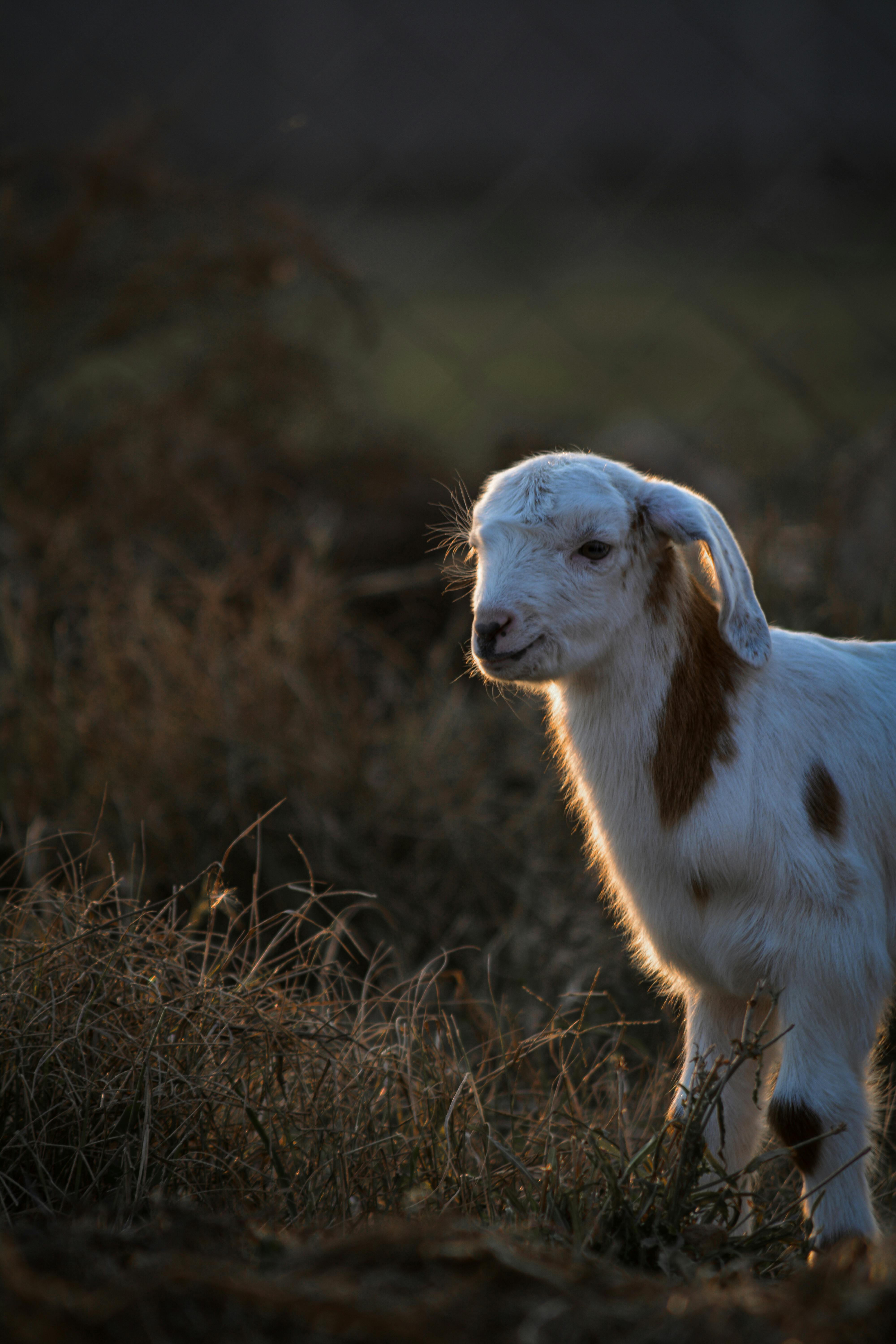 Goat Kid on Grass · Free Stock Photo