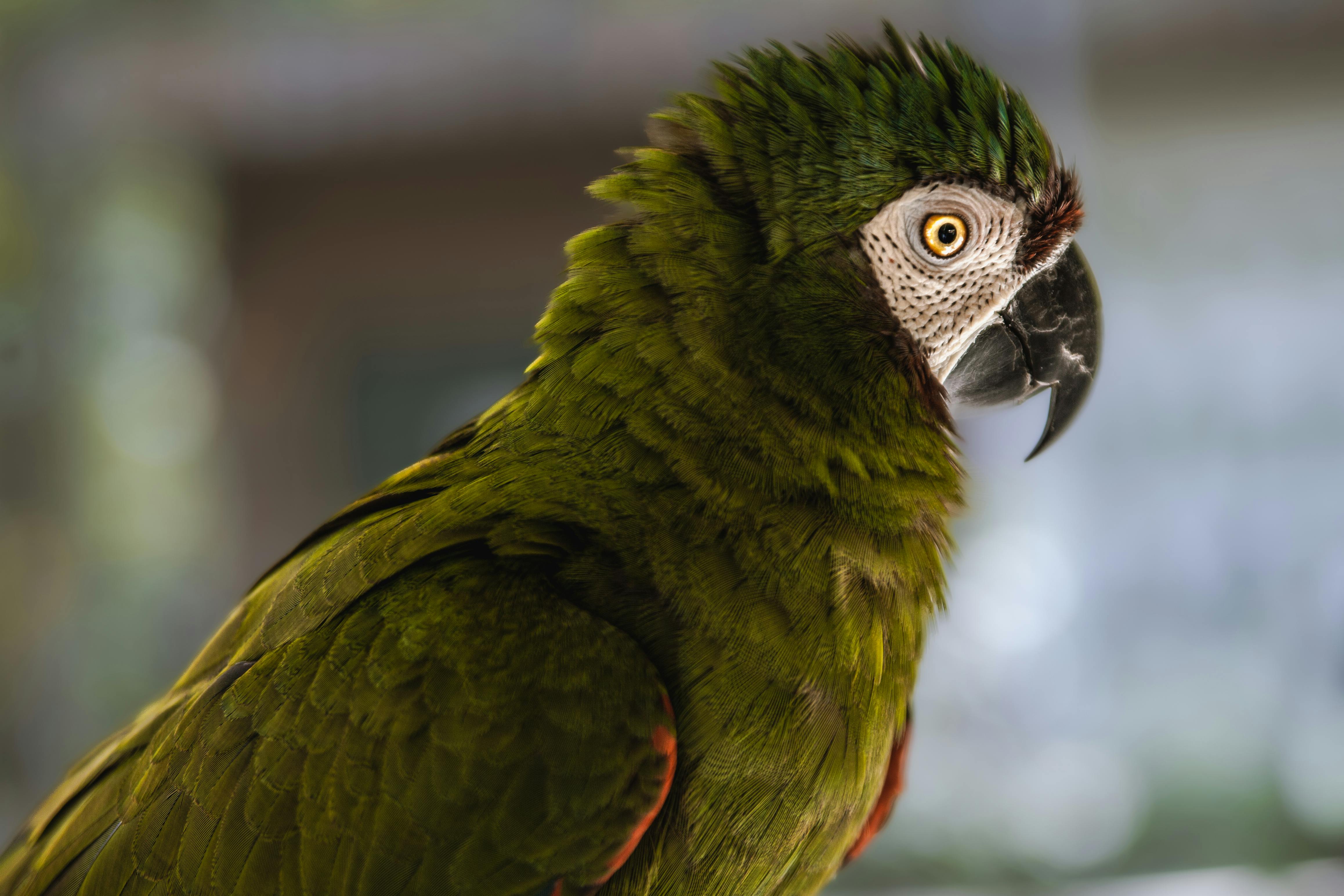 Portrait of Macaw Parrot · Free Stock Photo