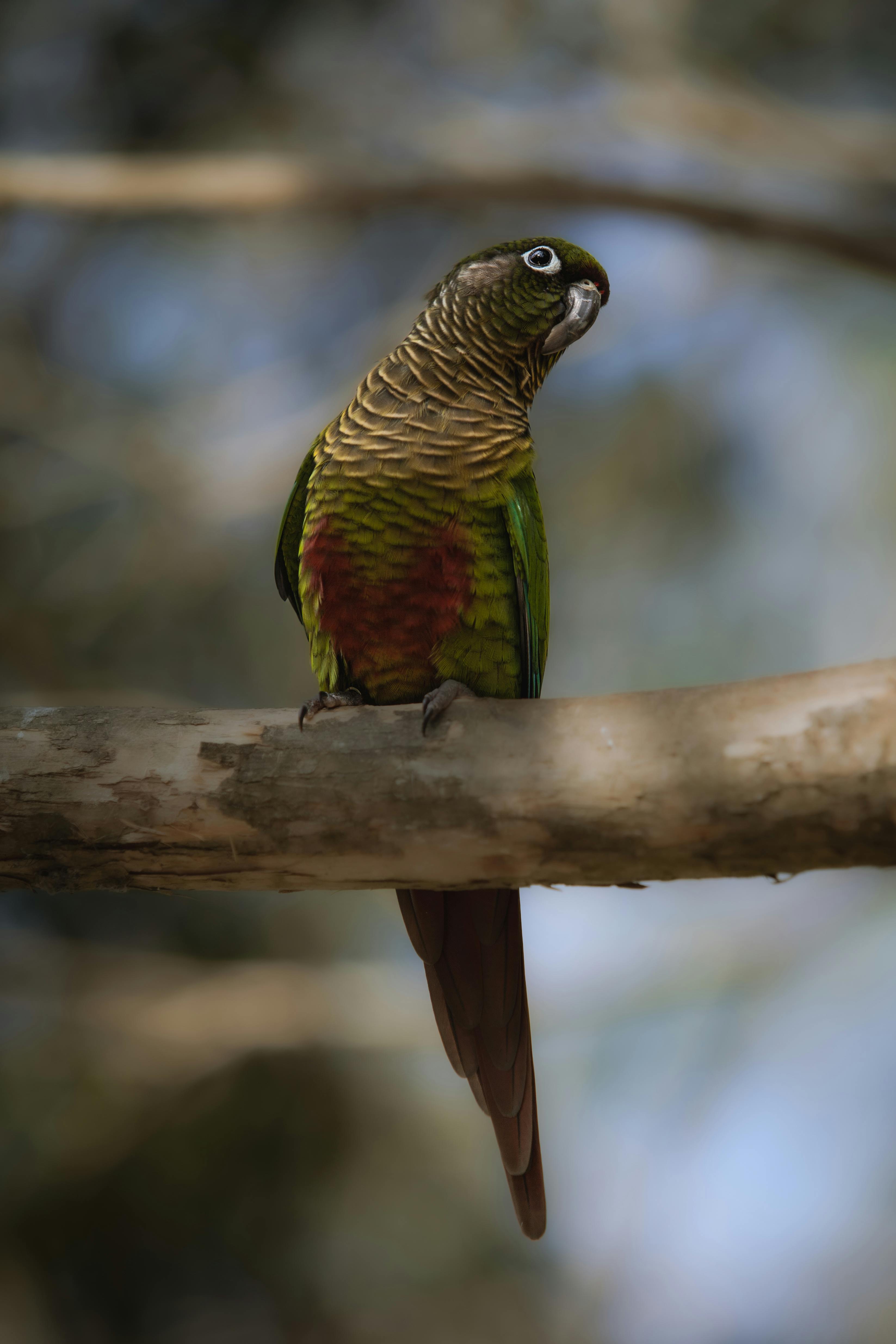 Three Parakeets Perching on a Branch · Free Stock Photo