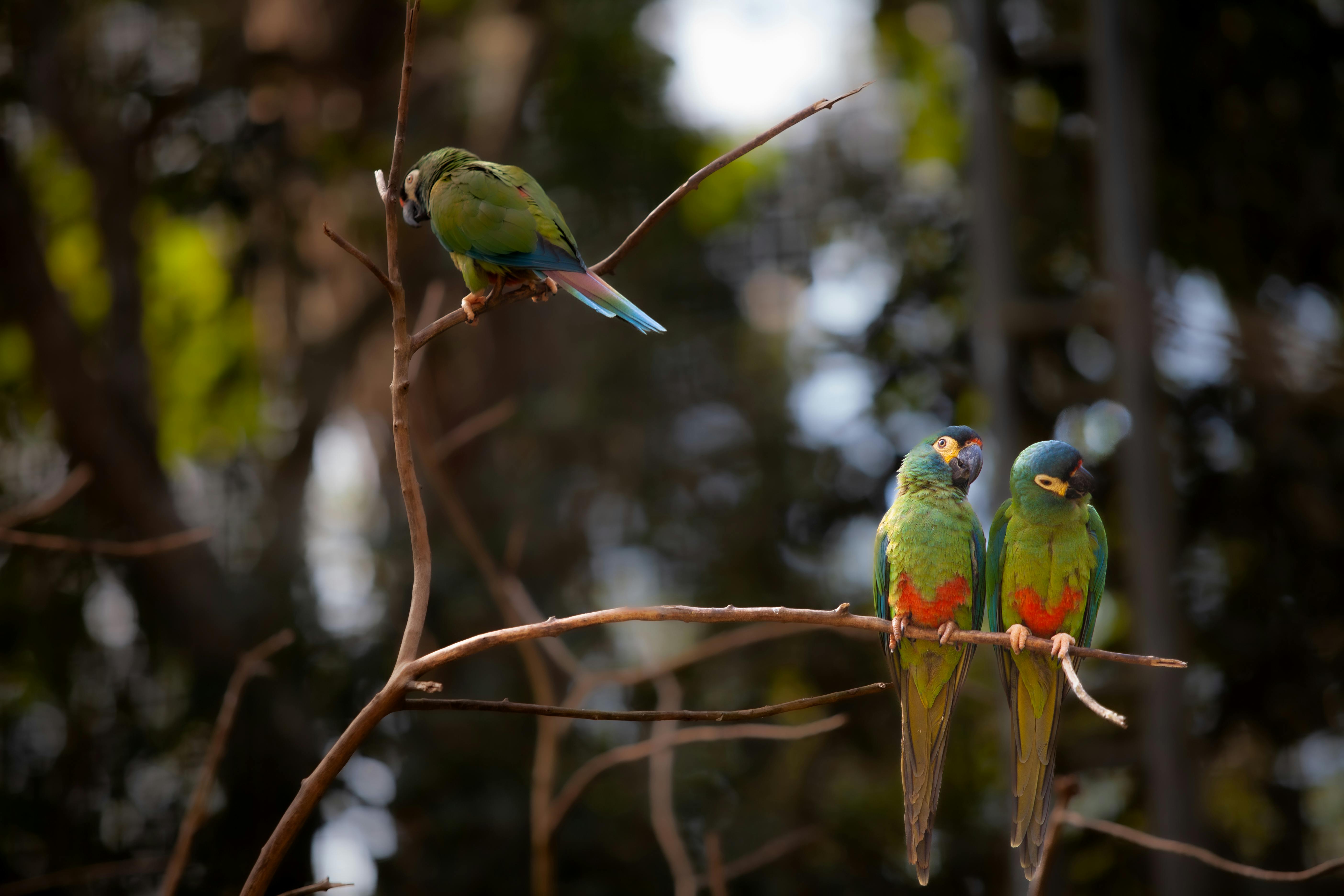 Animated Tree Photos, Download The BEST Free Animated Tree Stock Photos ...