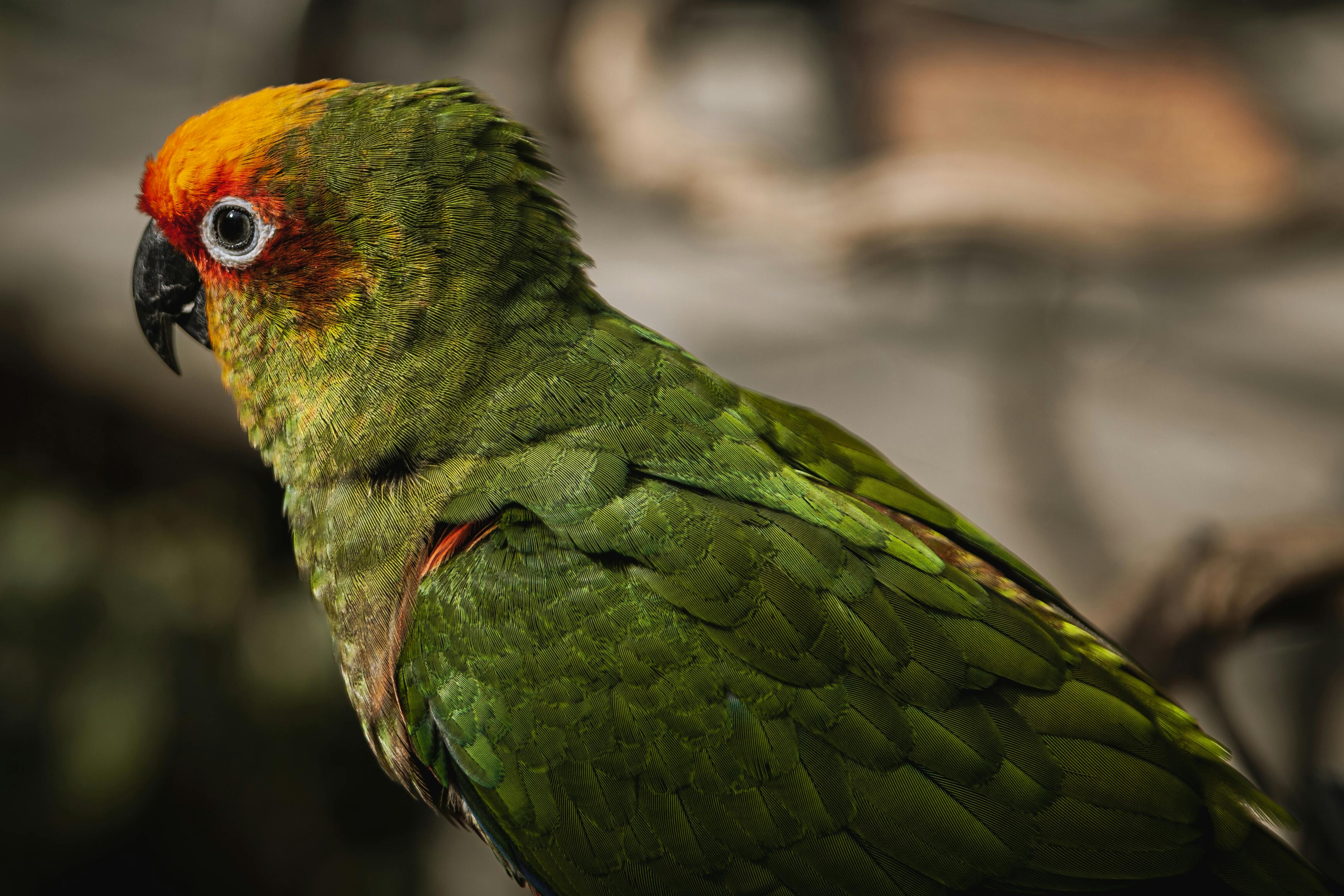 Foto de stock gratuita sobre animal, de cerca, enfoque selectivo ...