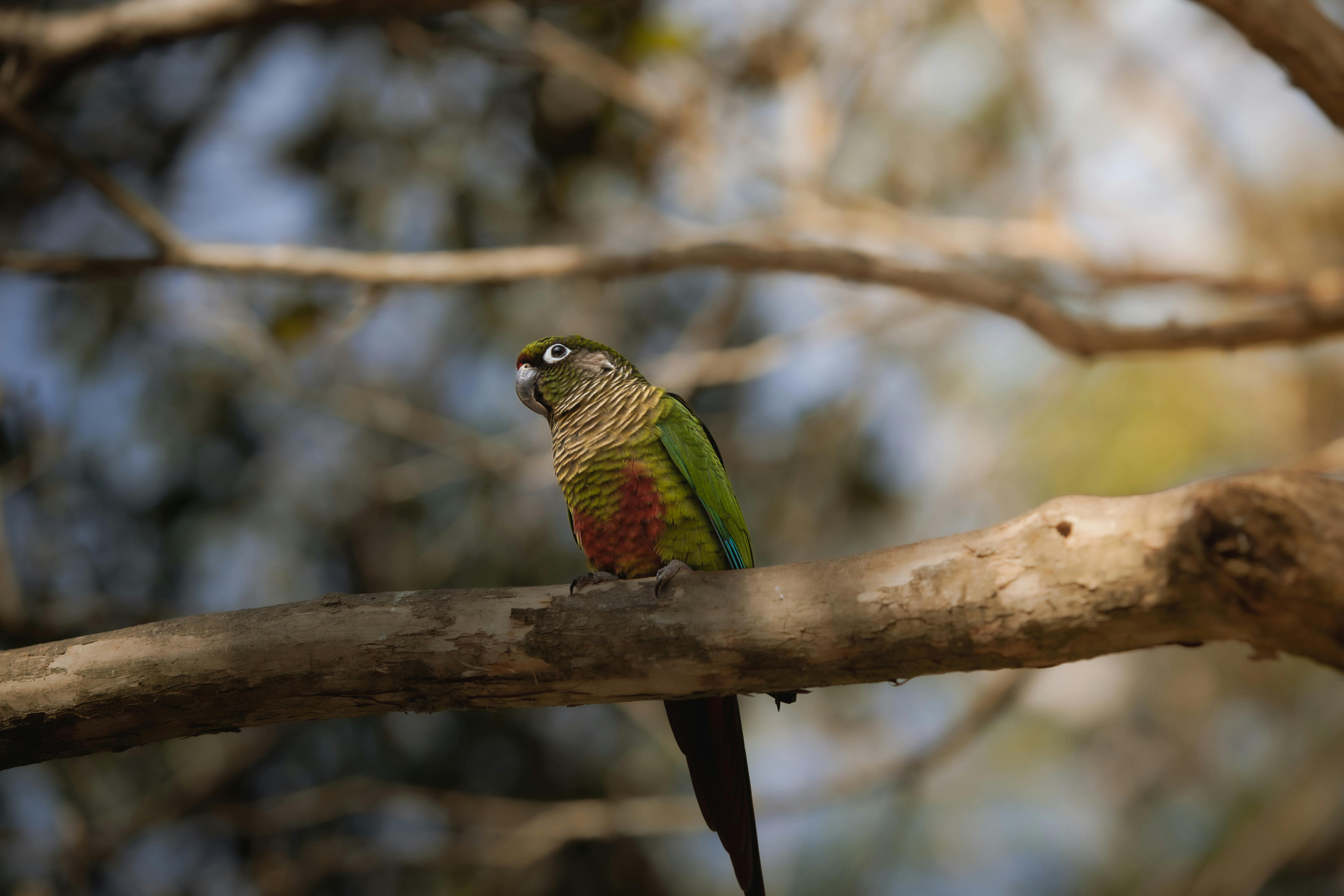 4k Parrot Photos, Download The BEST Free 4k Parrot Stock Photos & HD Images