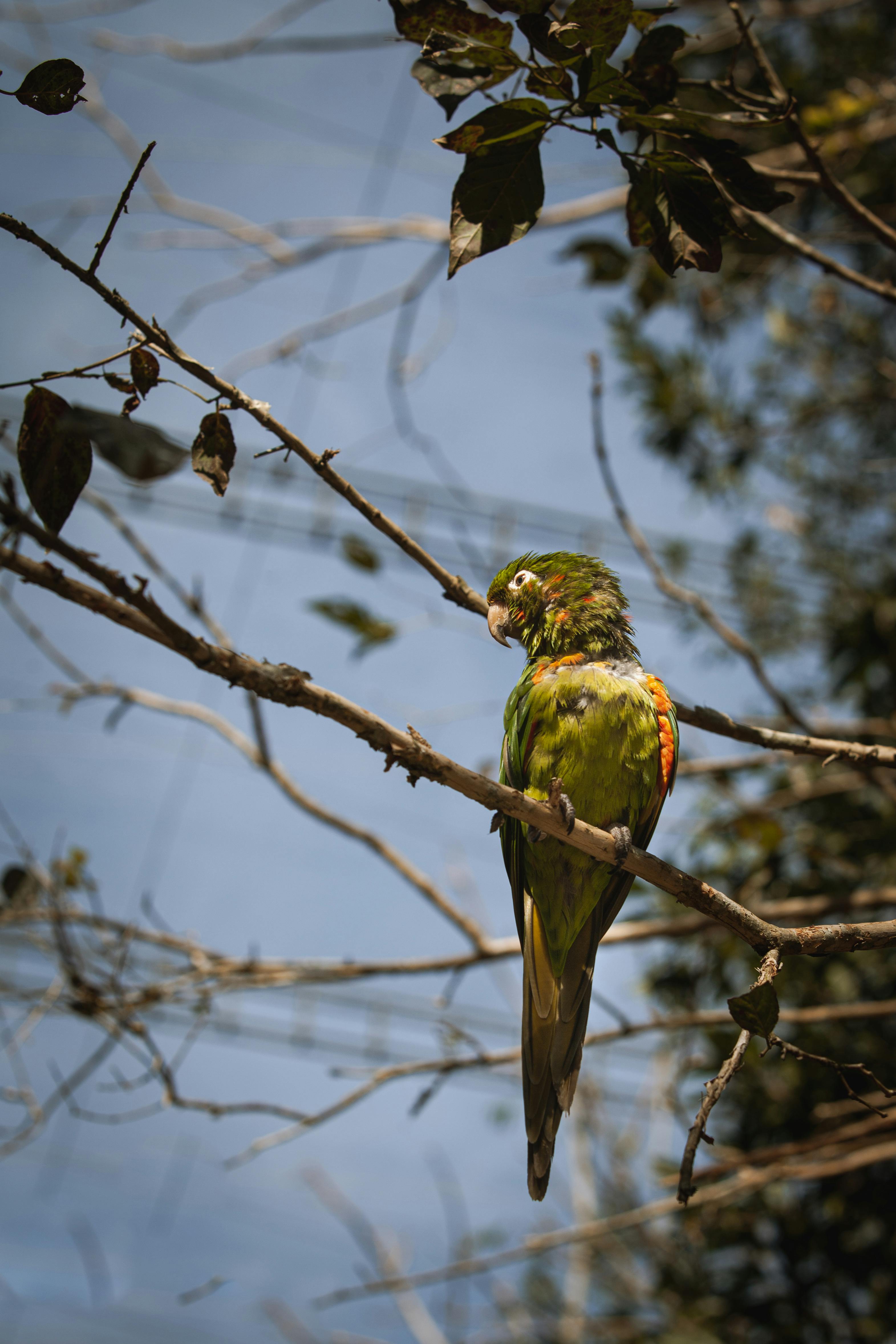 Parrot Singing Photos, Download The BEST Free Parrot Singing Stock ...