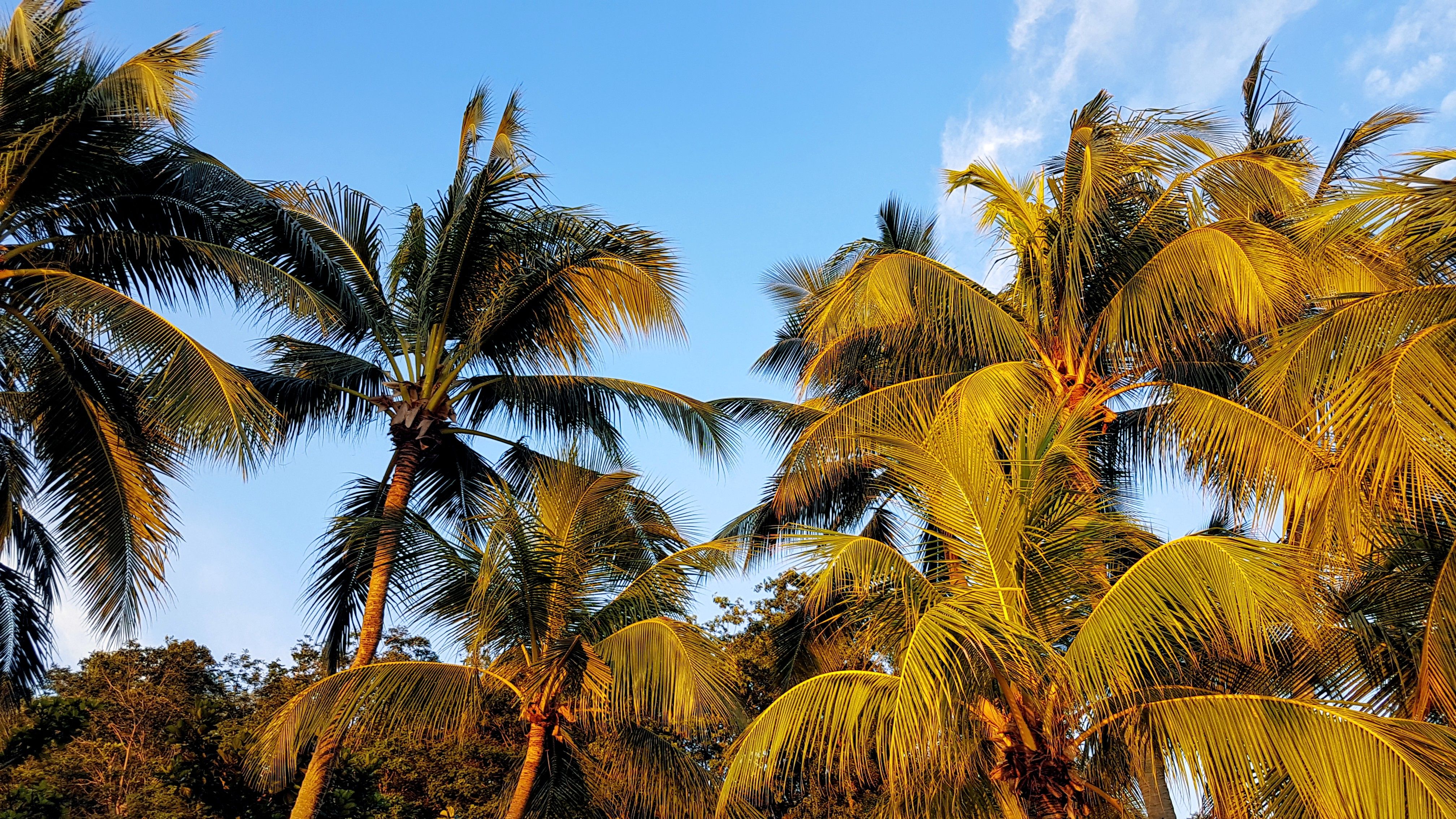 Coconut Trees · Free Stock Photo