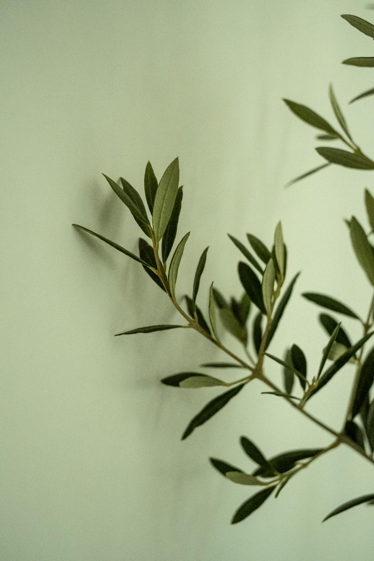 Olive Green Background Photos, Download The BEST Free Olive Green ...