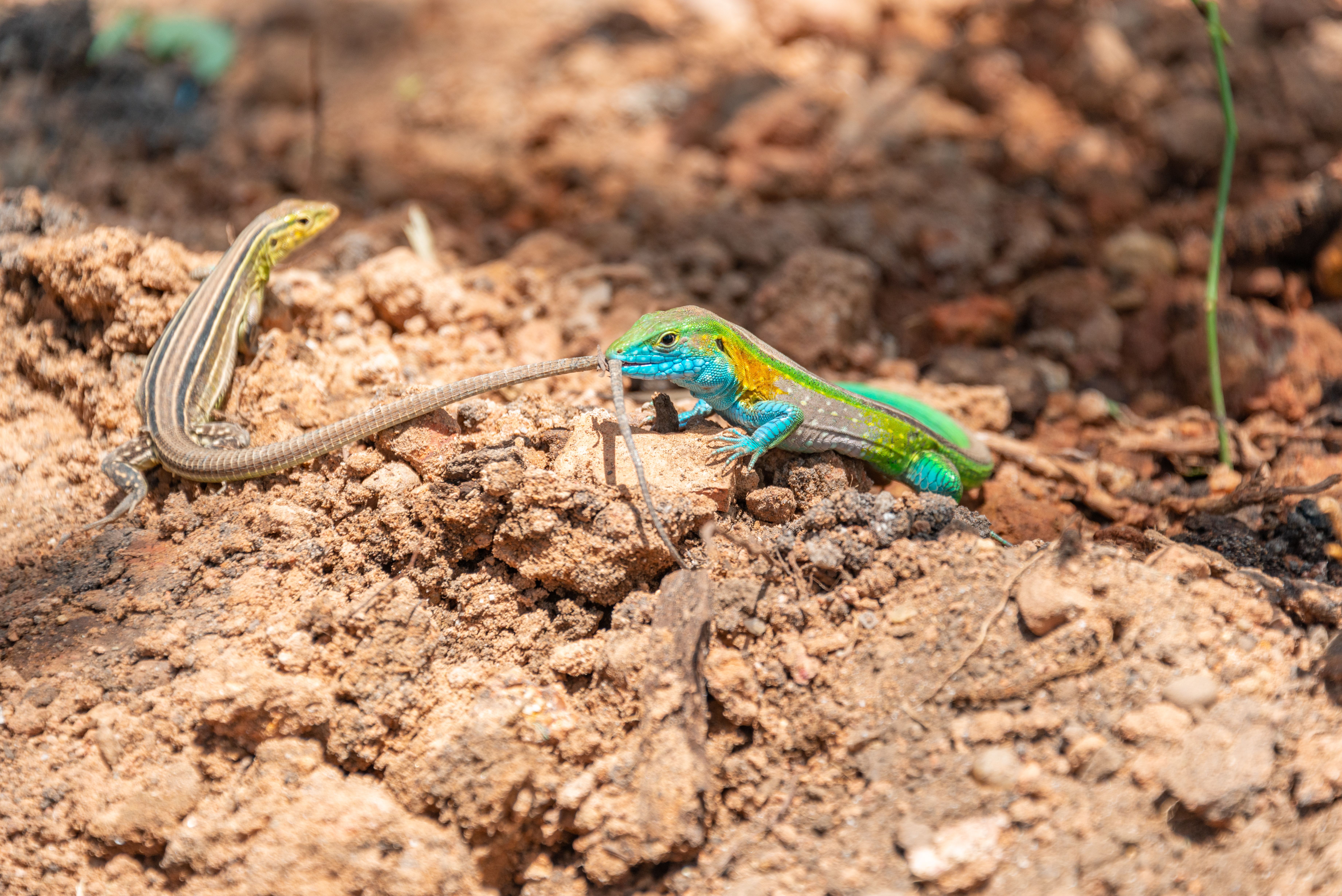 Discover the Fascinating World of Agamidae Lizards Species
