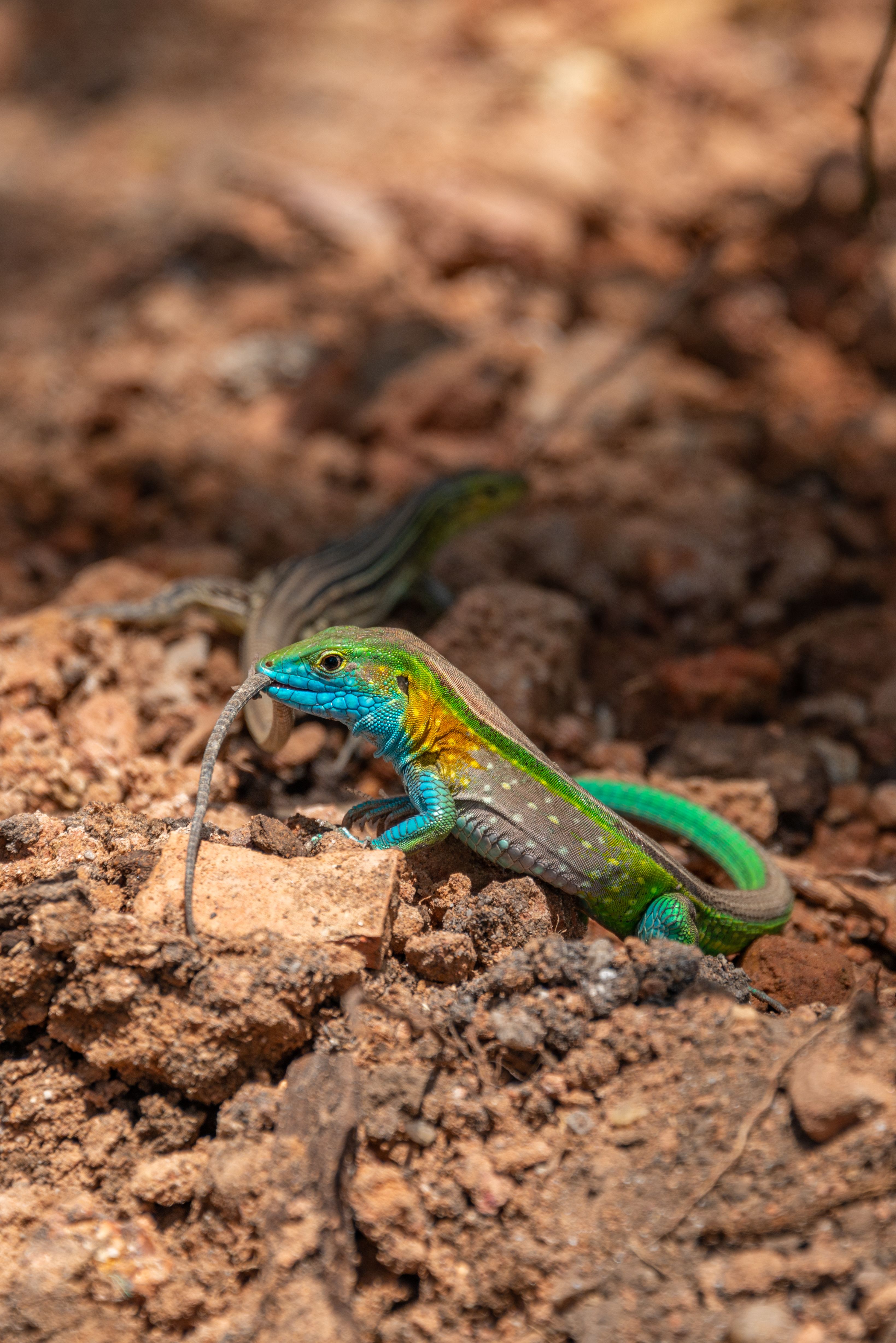 Bright Exotic Lizard · Free Stock Photo
