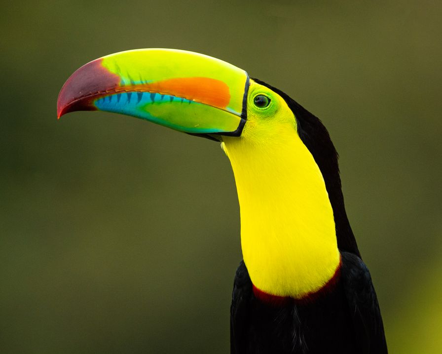 Discovering the White-Throated Toucan: Unique Species Facts