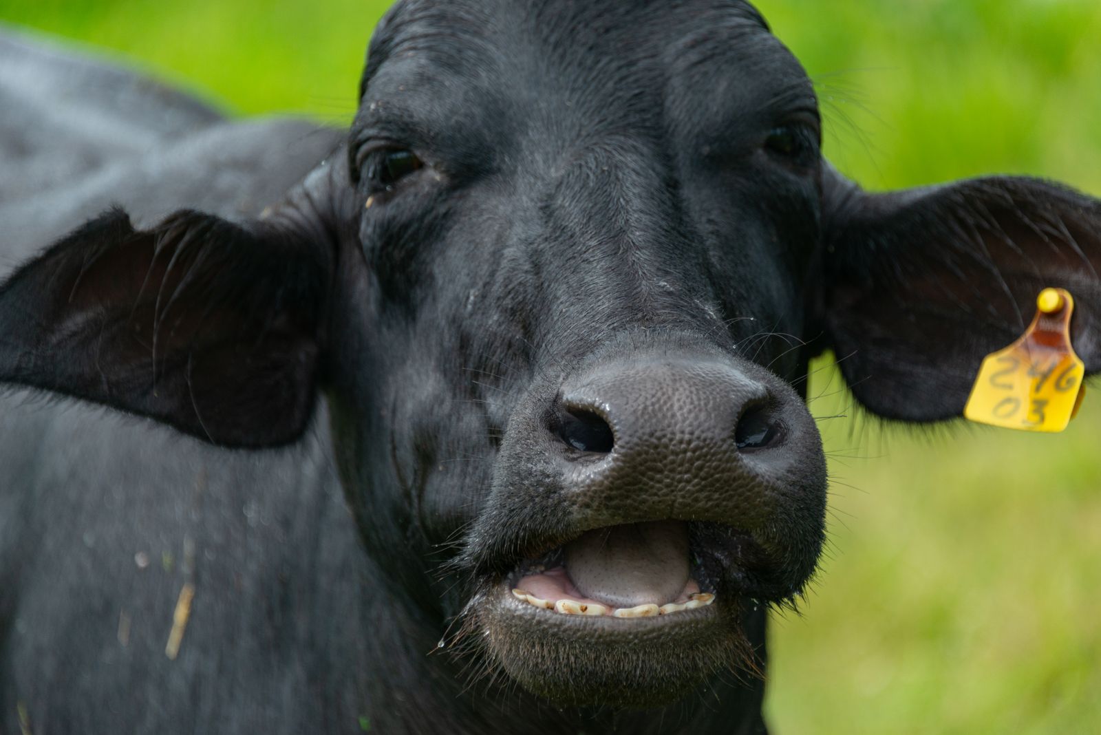 Black Cow Photos, Download The BEST Free Black Cow Stock Photos & HD Images