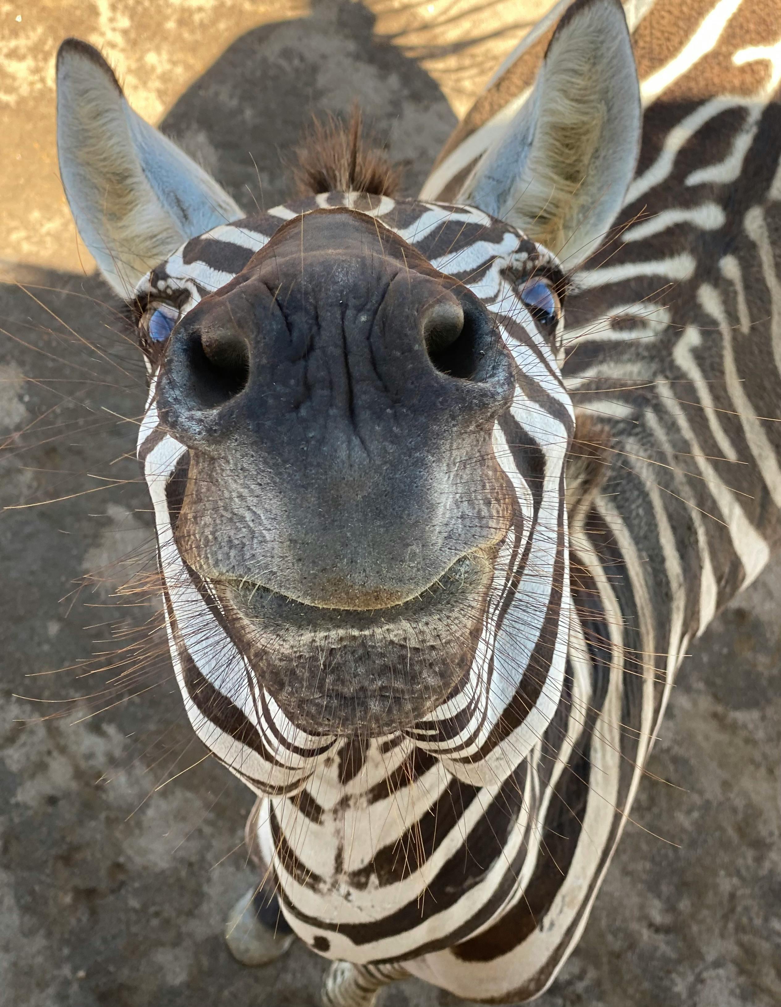 Zebra in Funny Close Up · Free Stock Photo