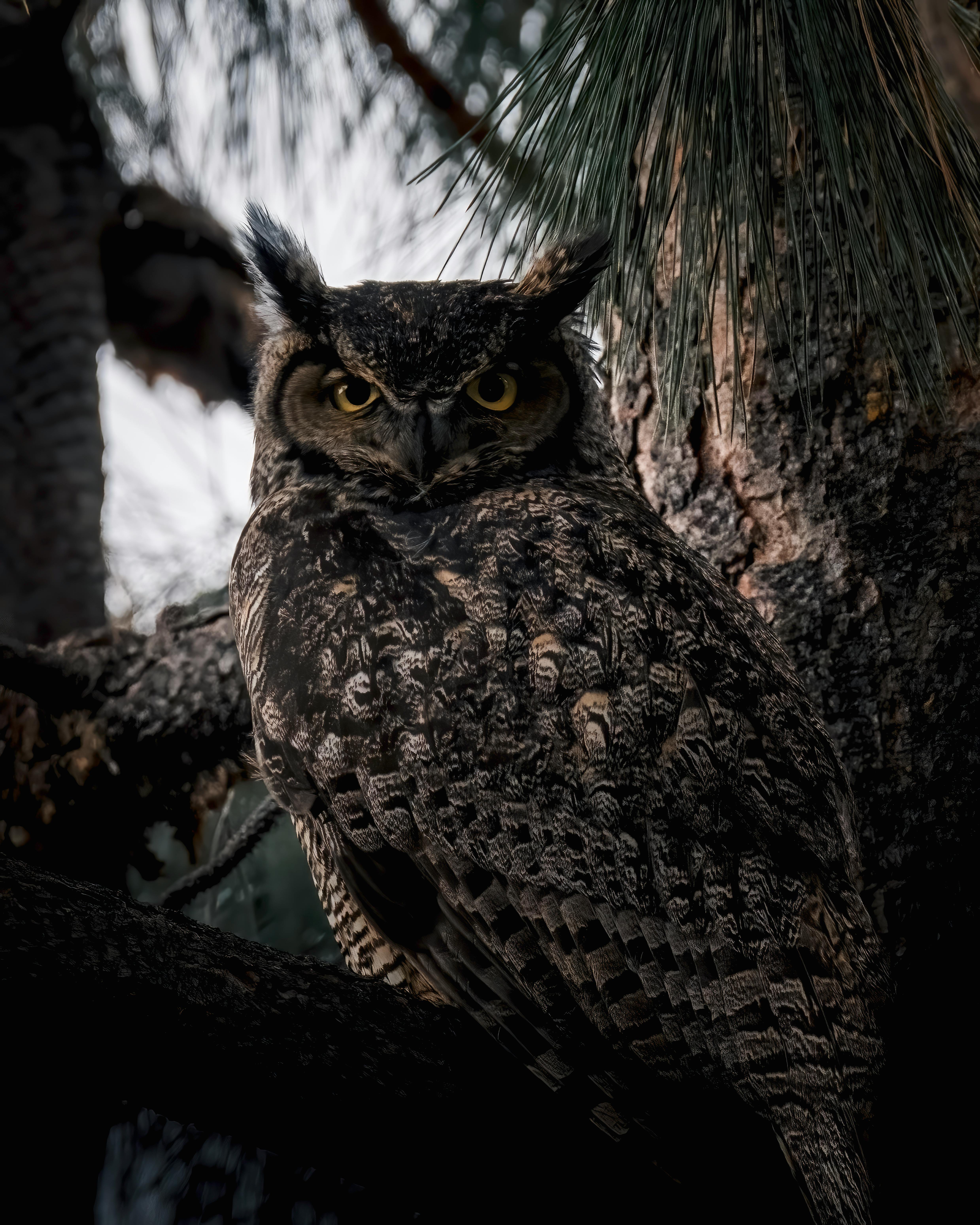 Close-up of Owl Sitting on Tree · Free Stock Photo