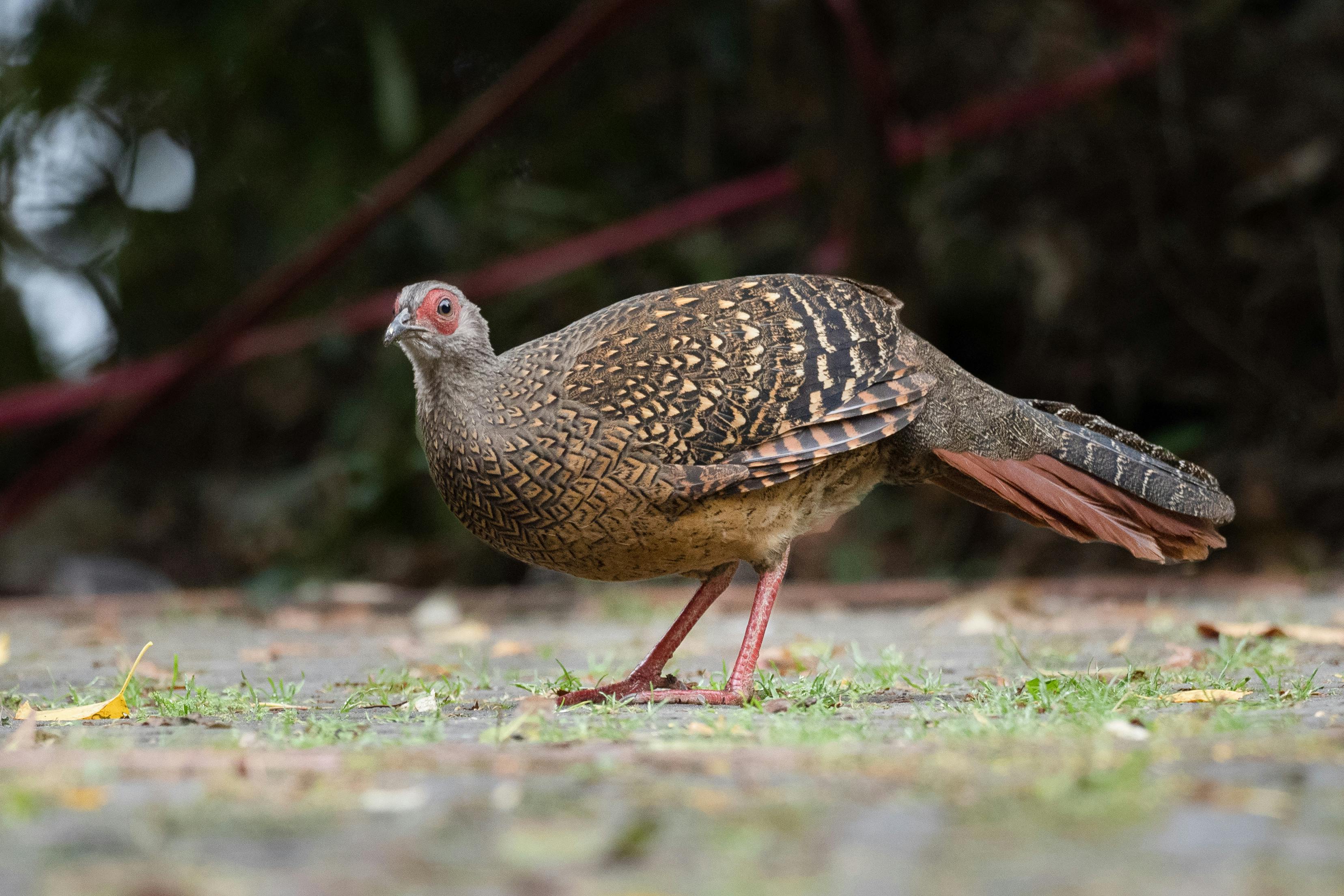 Close-up of a Female Swinhoes Pheasant · Free Stock Photo