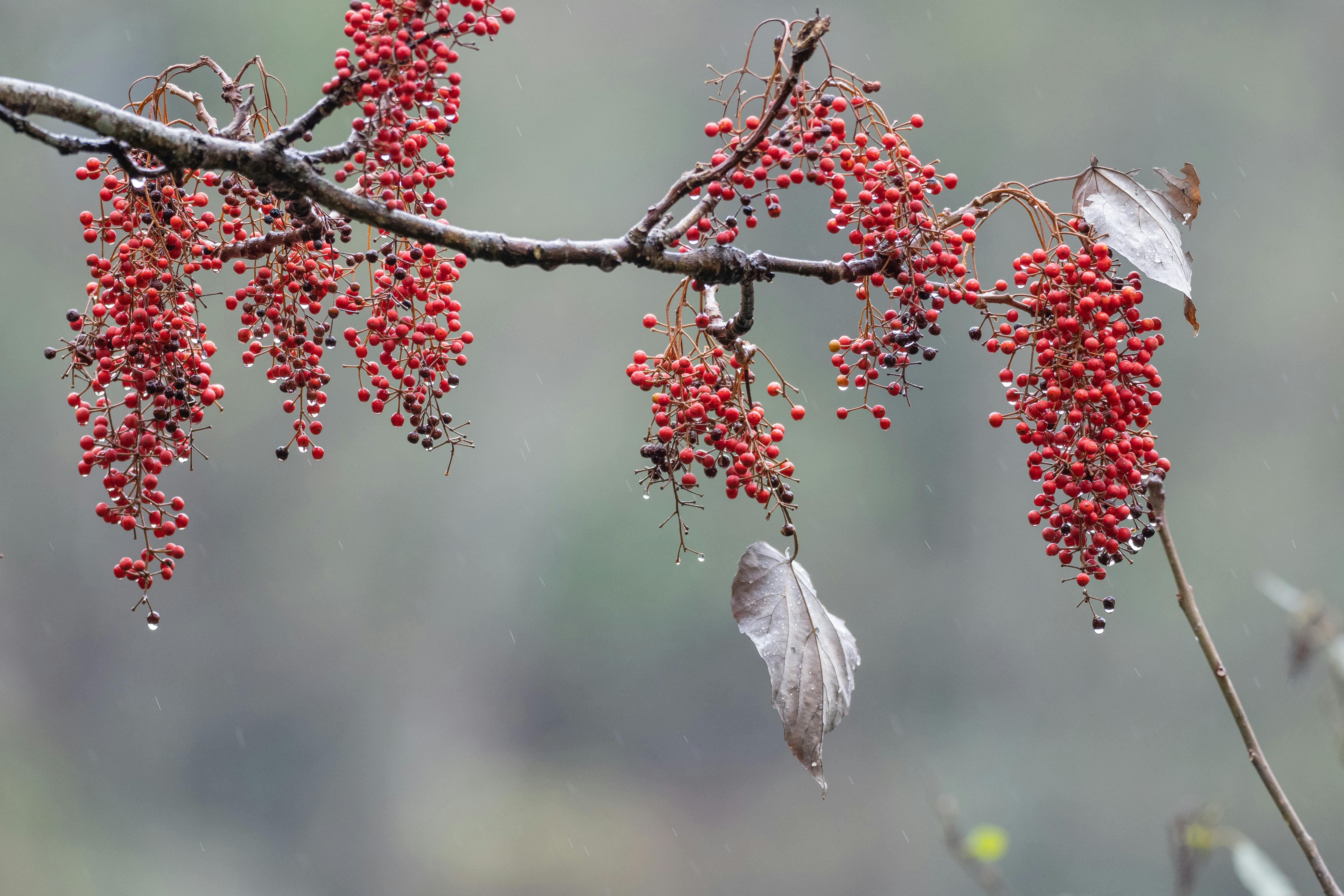 Rain-dripping Bunches of Red Berries on a Tree Branch · Free Stock Photo