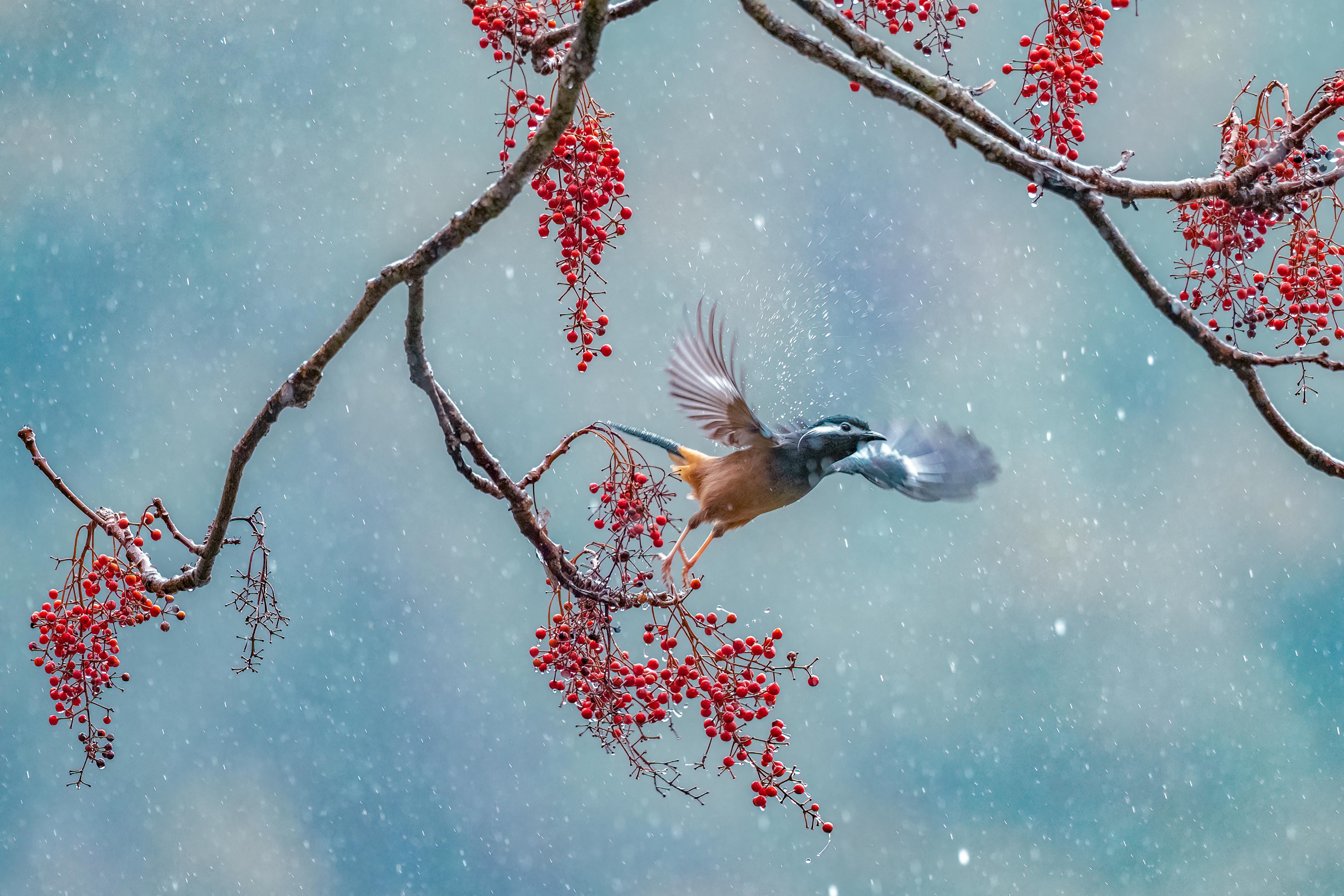 Bird Flying off a Branch · Free Stock Photo