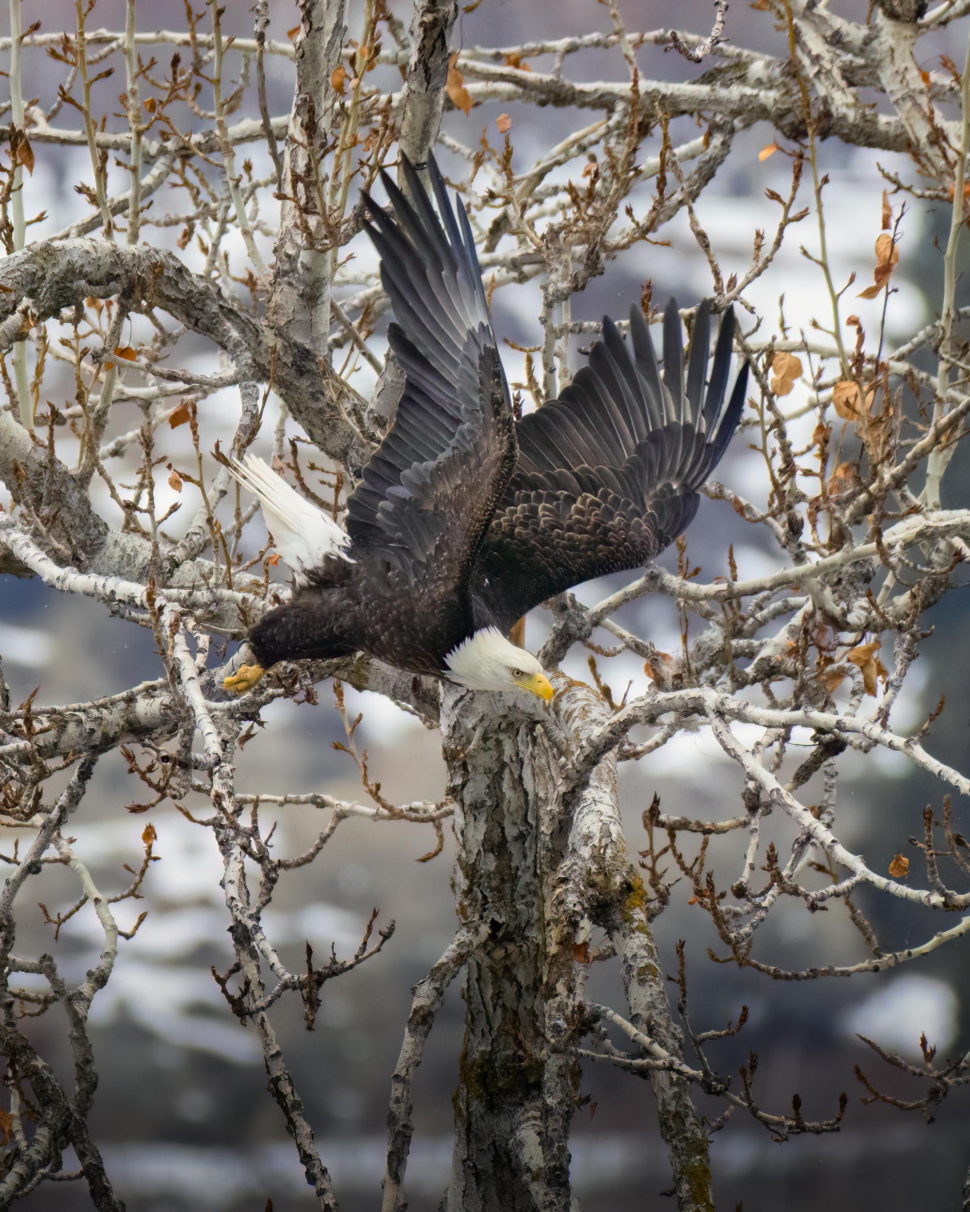 Eagle near Tree in Nature · Free Stock Photo