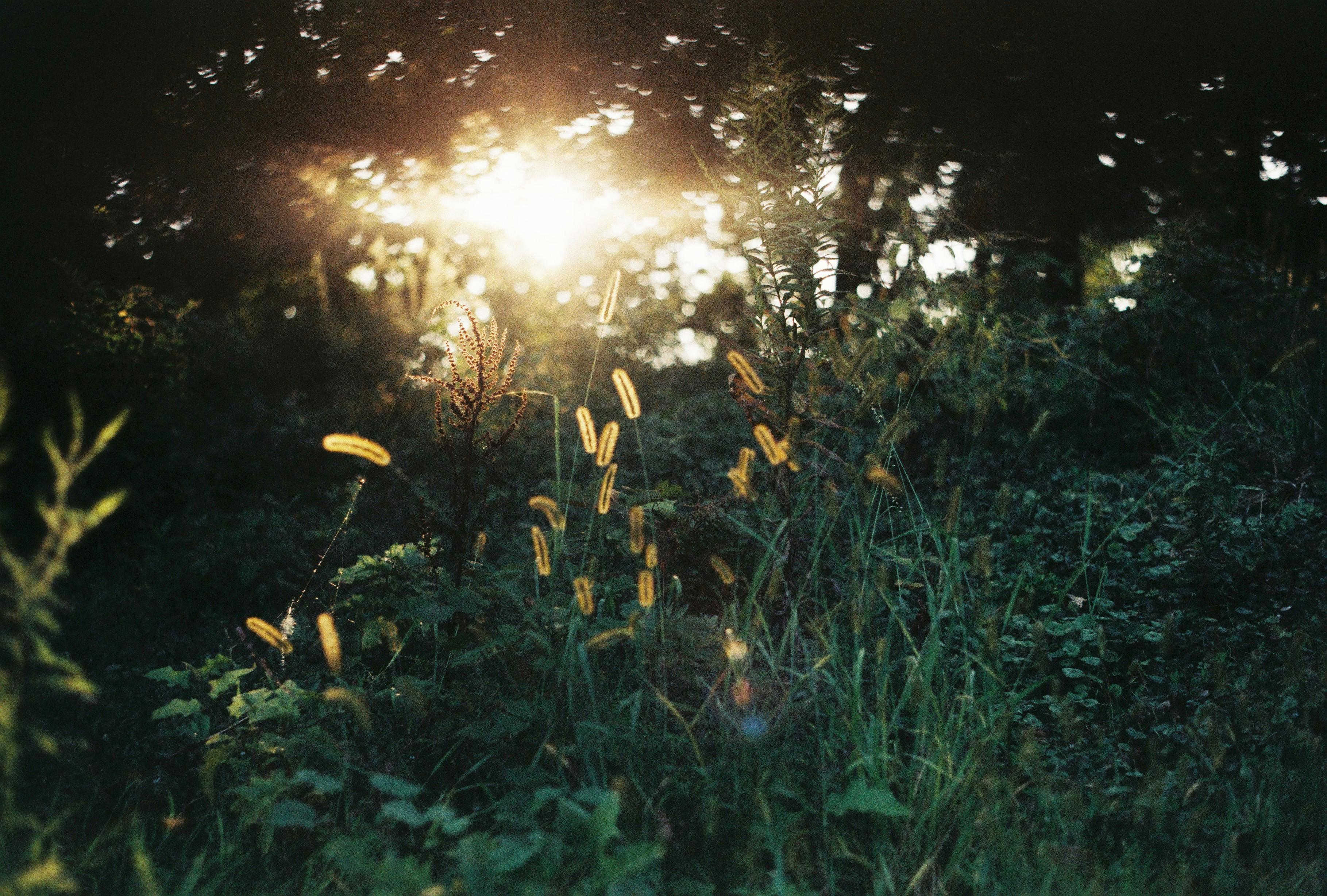 Close up of Green Rushes · Free Stock Photo
