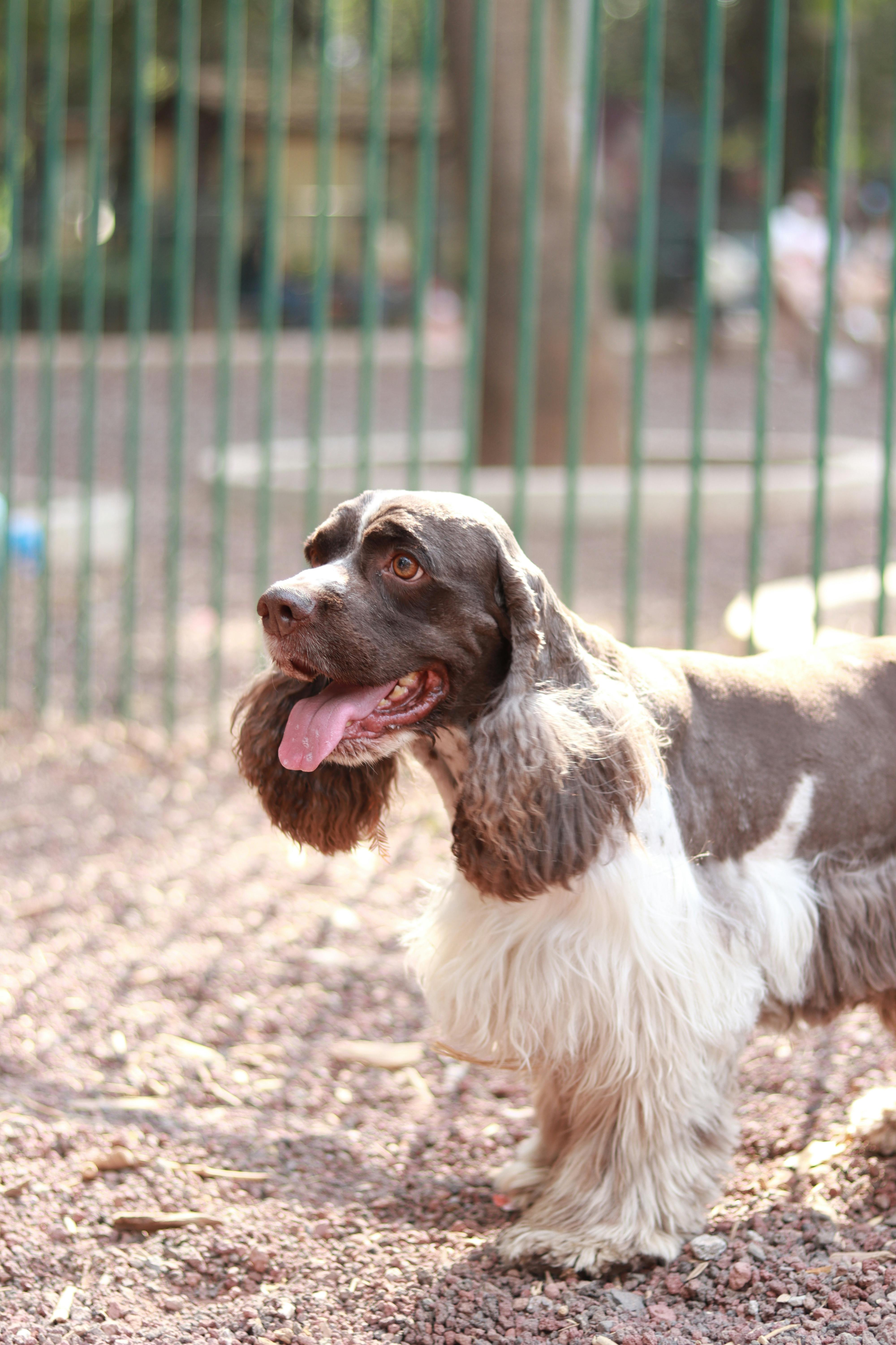 Close-up of a Brown and White Small Dog · Free Stock Photo