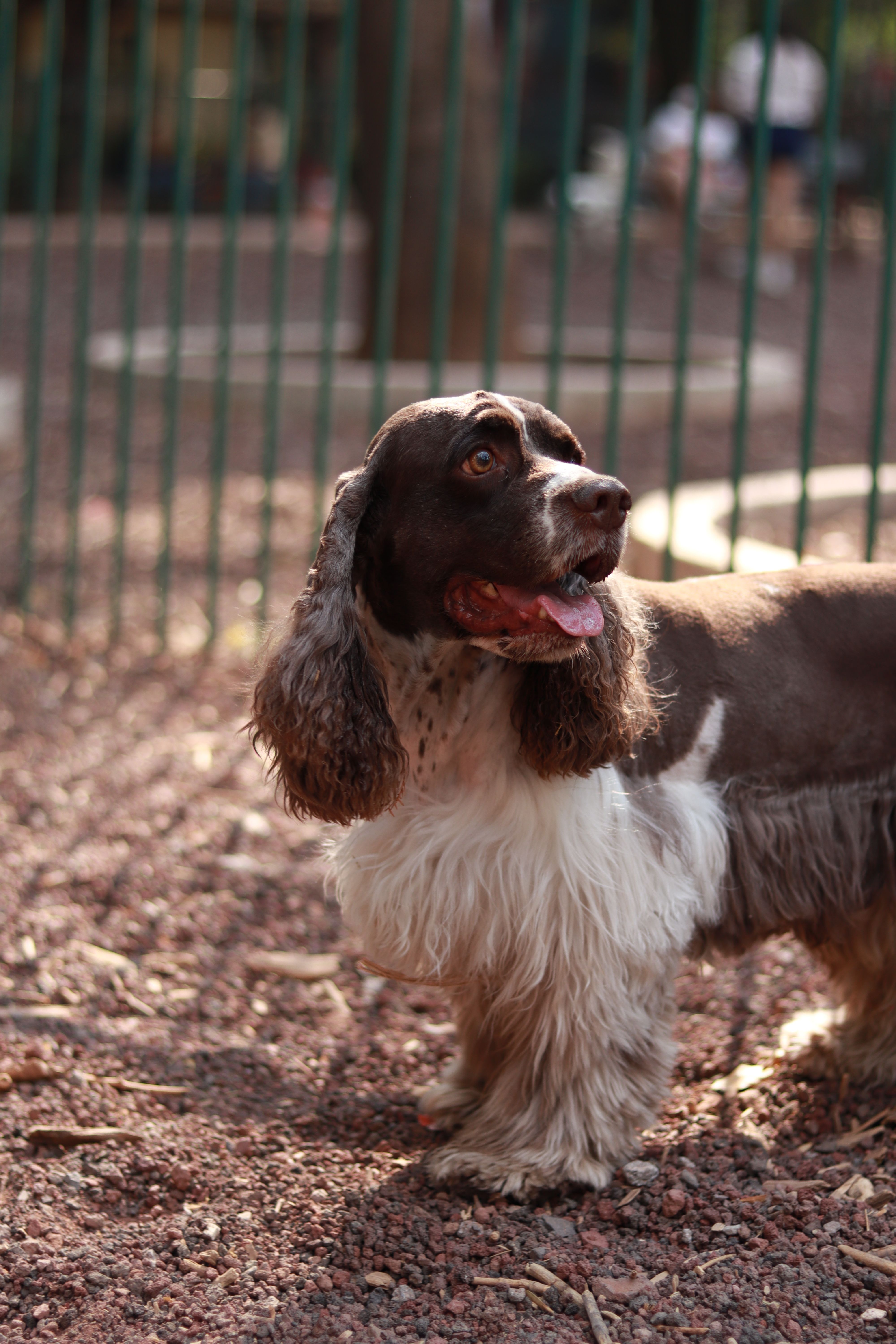 Rod Willer Dog Photos, Download The BEST Free Rod Willer Dog Stock ...