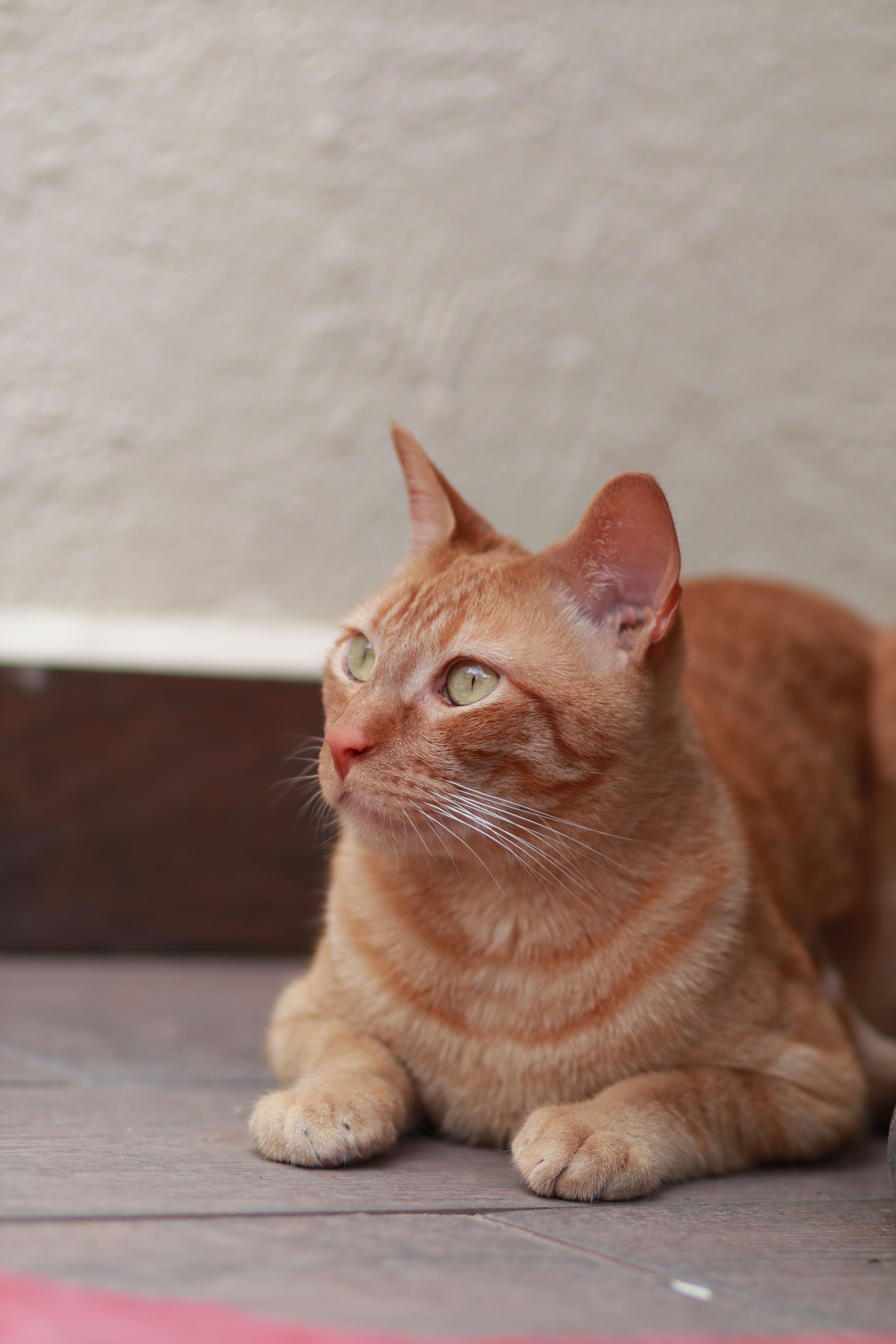 Gatos Photos, Download The BEST Free Gatos Stock Photos & HD Images