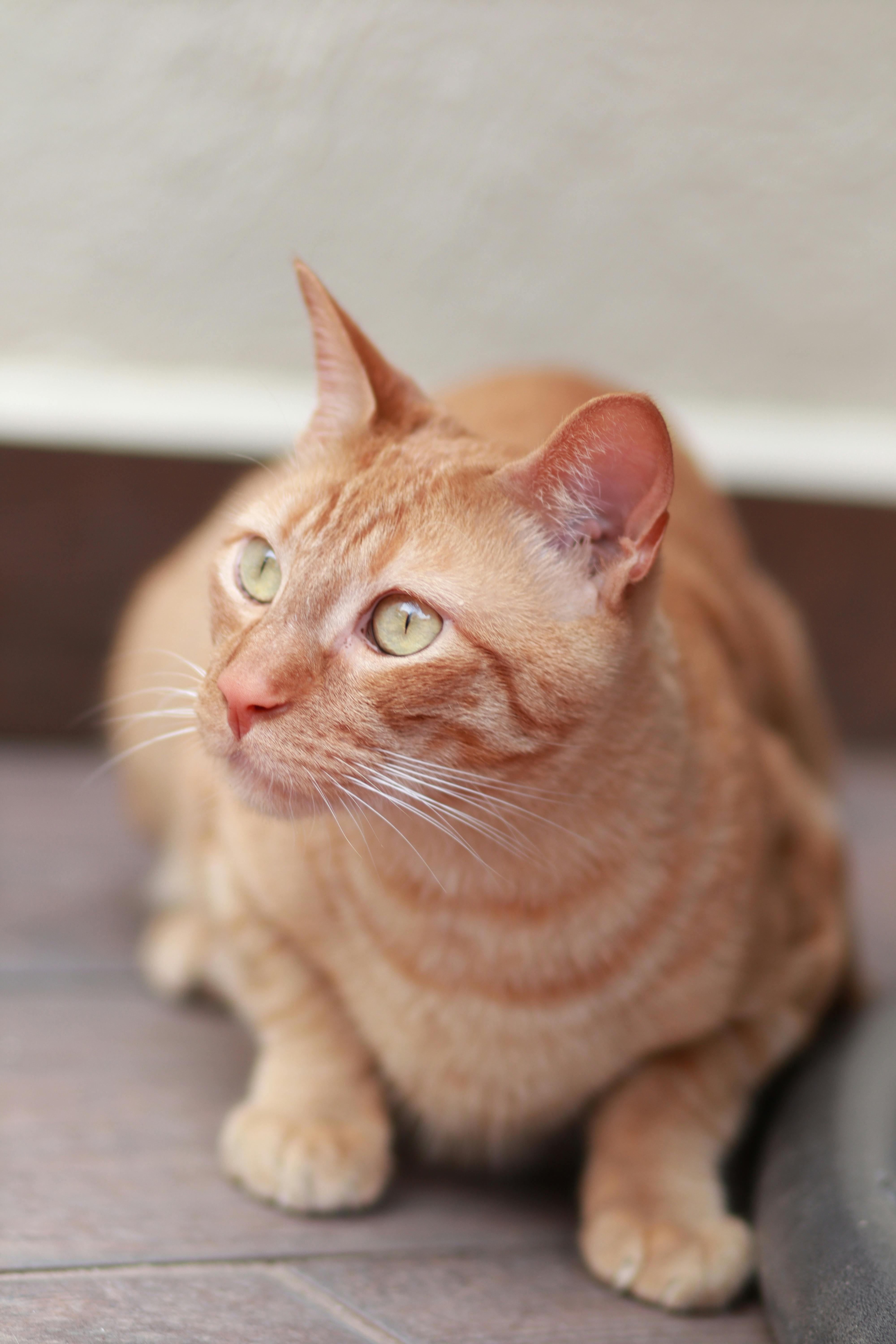 Gato Photos, Download The BEST Free Gato Stock Photos & HD Images