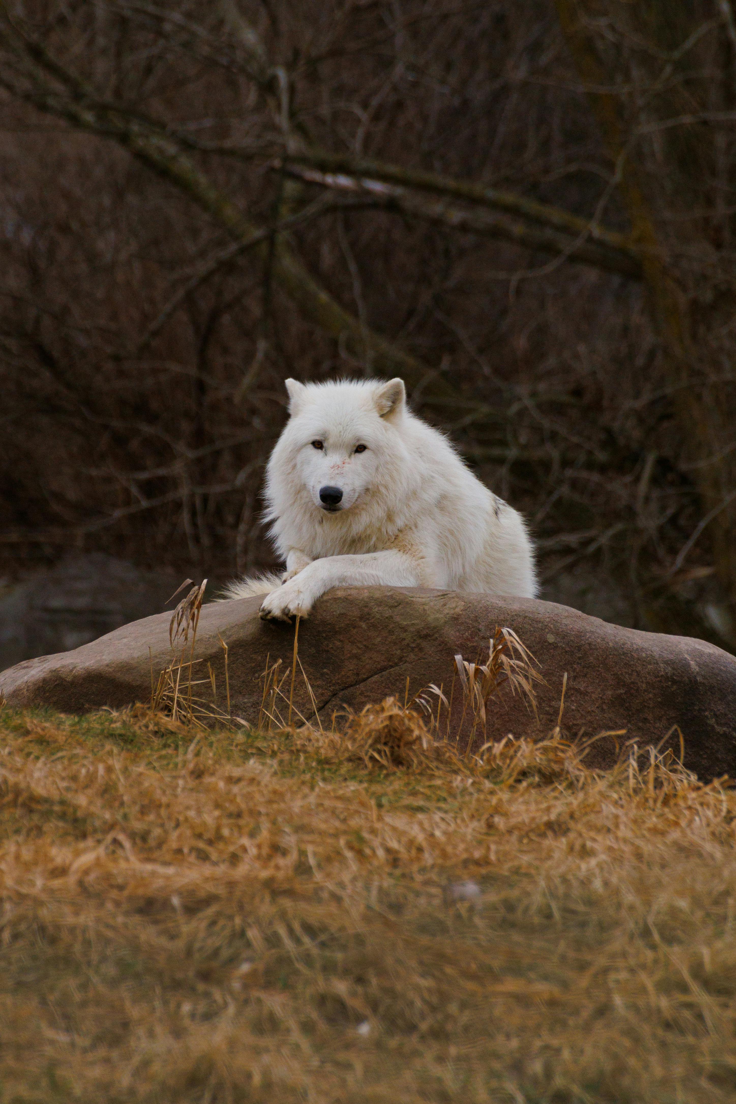 White Wolf on Rock · Free Stock Photo