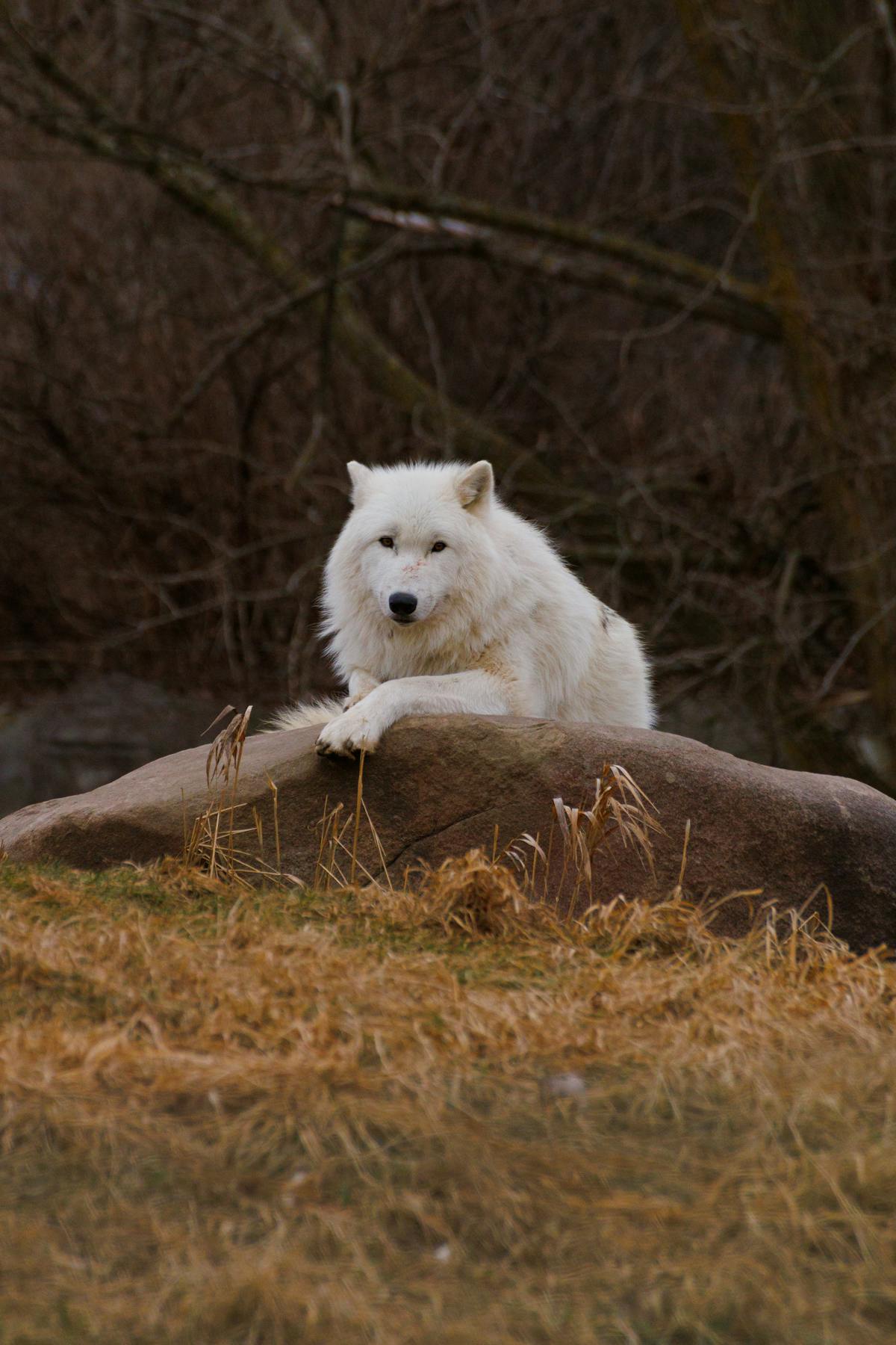 White Wolf Photos, Download The BEST Free White Wolf Stock Photos & HD ...