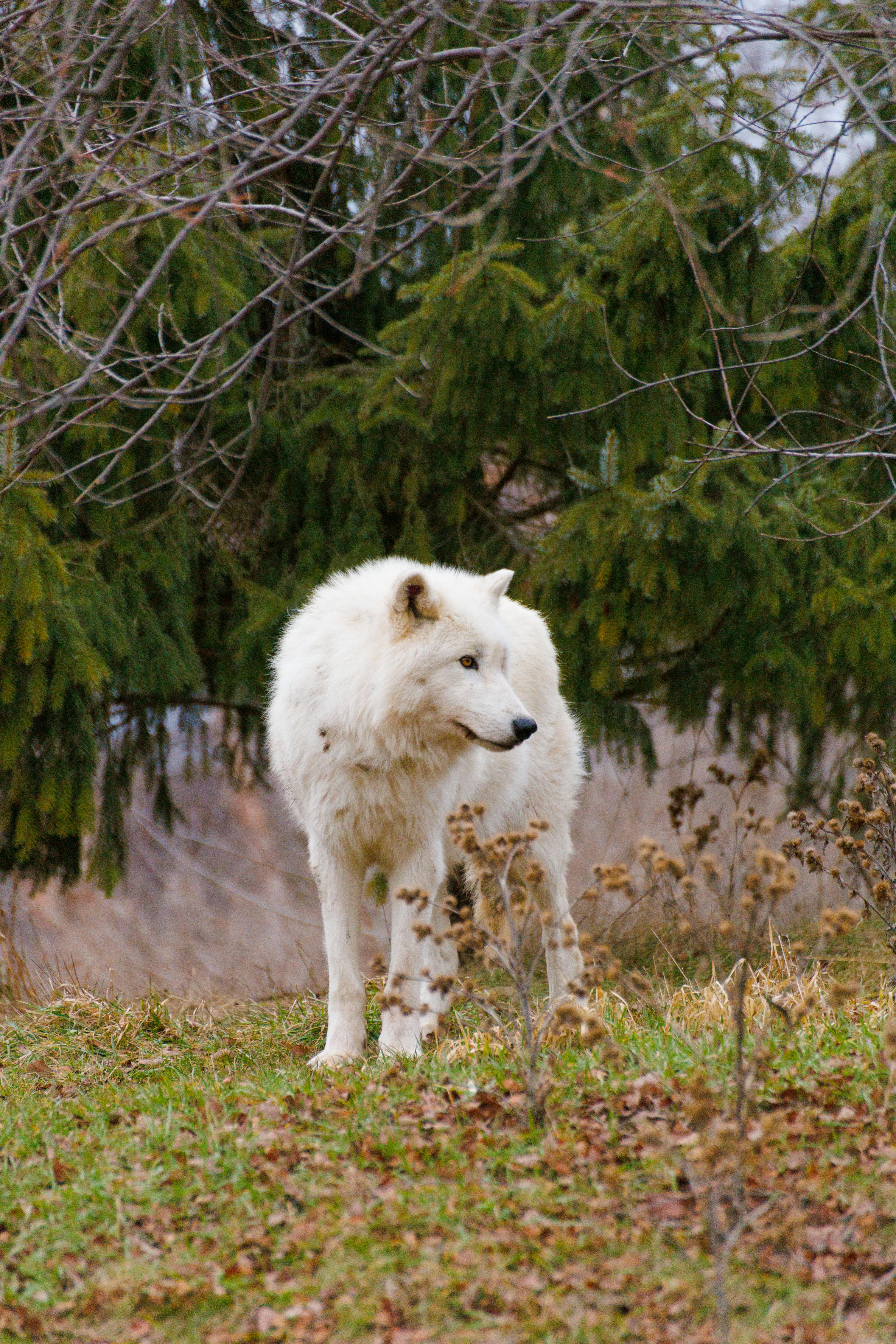 A Wolf Walking Out of the Bushes · Free Stock Photo