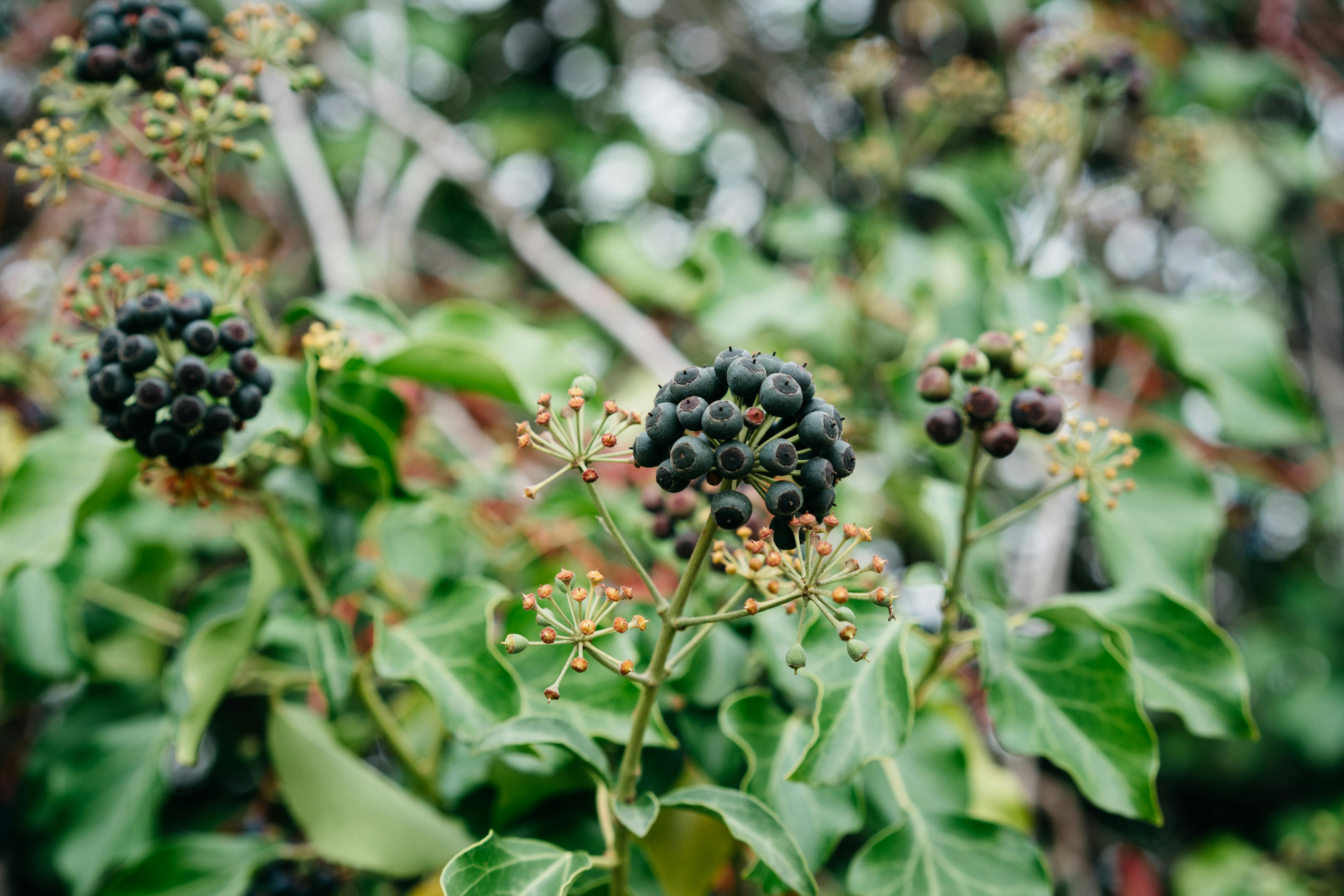Close-up of Black Berries Growing on a Tree · Free Stock Photo