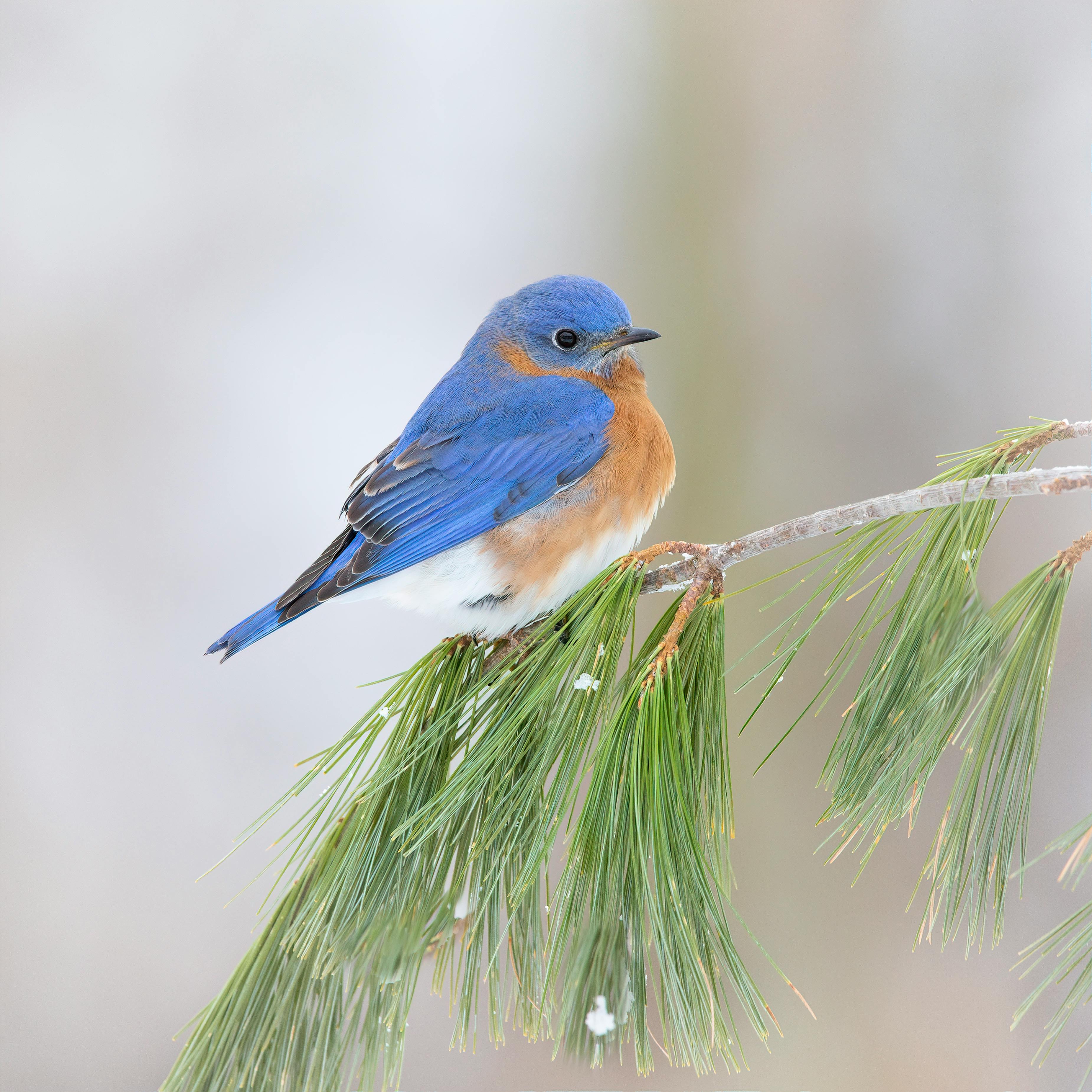 bluebird · Free Stock Photo