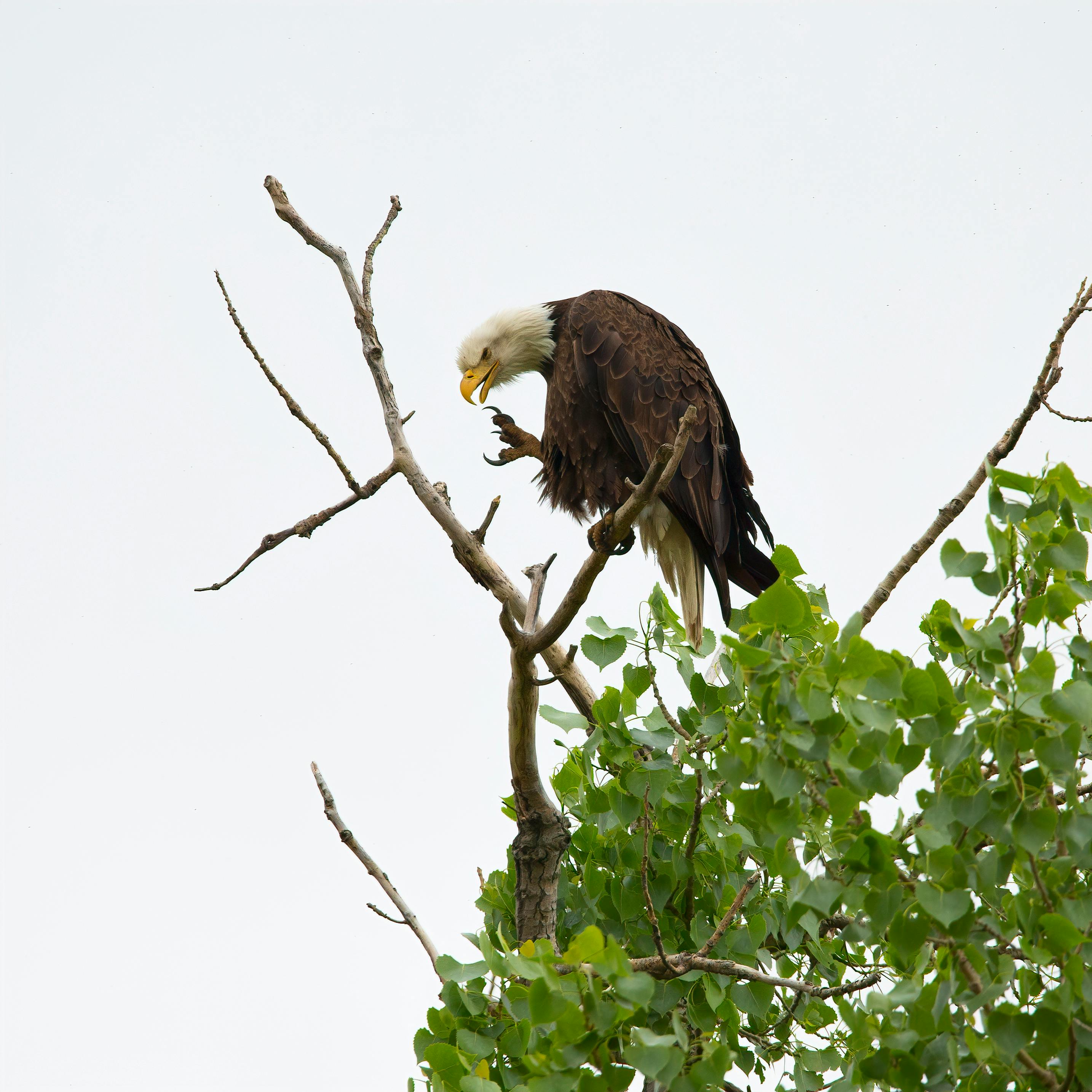 Bird Of Prey Attacking Small Animals Photos, Download Free Bird Of Prey ...